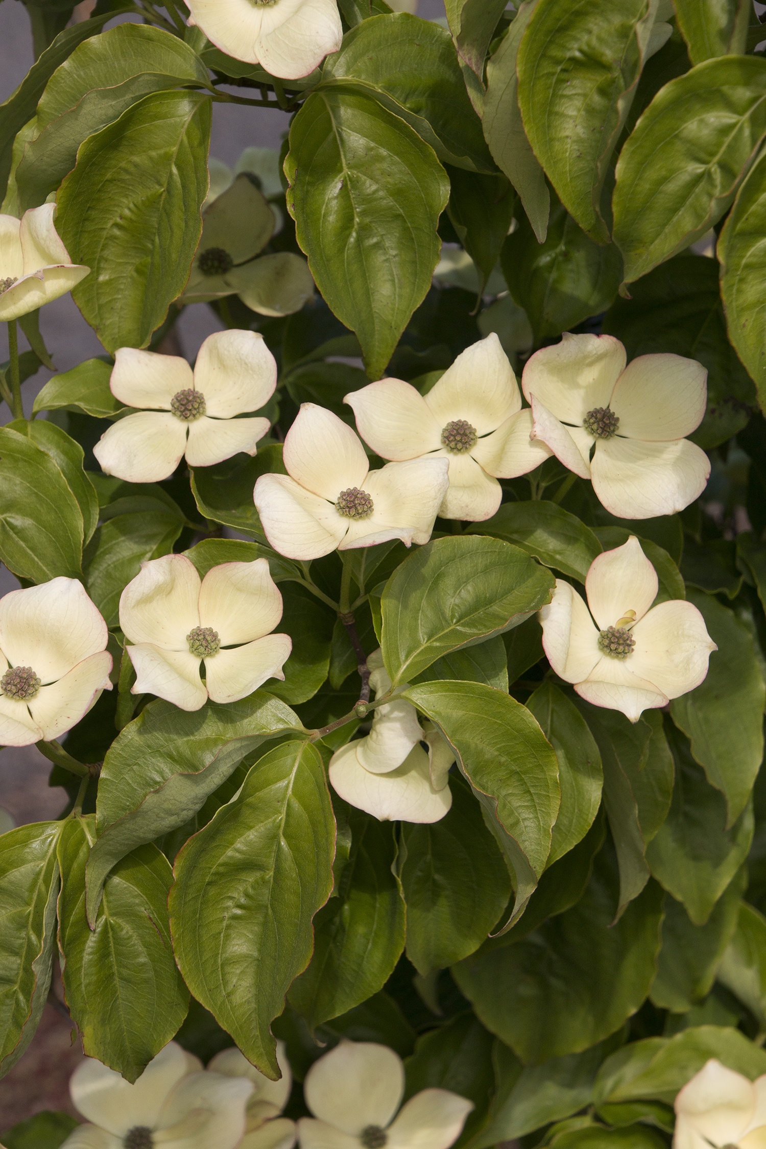 Hyperion® Dogwood, Cornus x 'KF 111-1' PP #22,219, Monrovia Plant