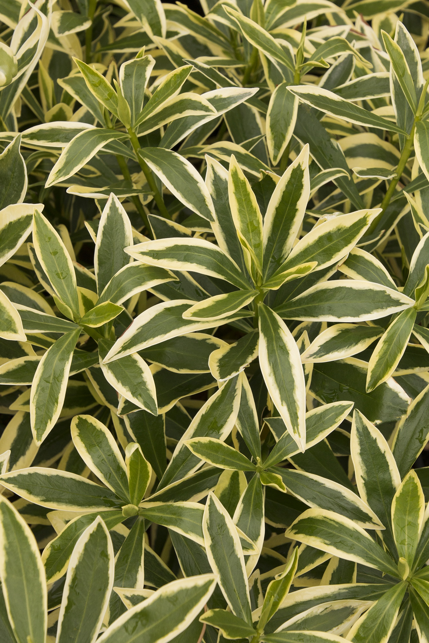 Moonlight Parfait® Winter Daphne, Daphne odora 'MonStrk' PP #28,725