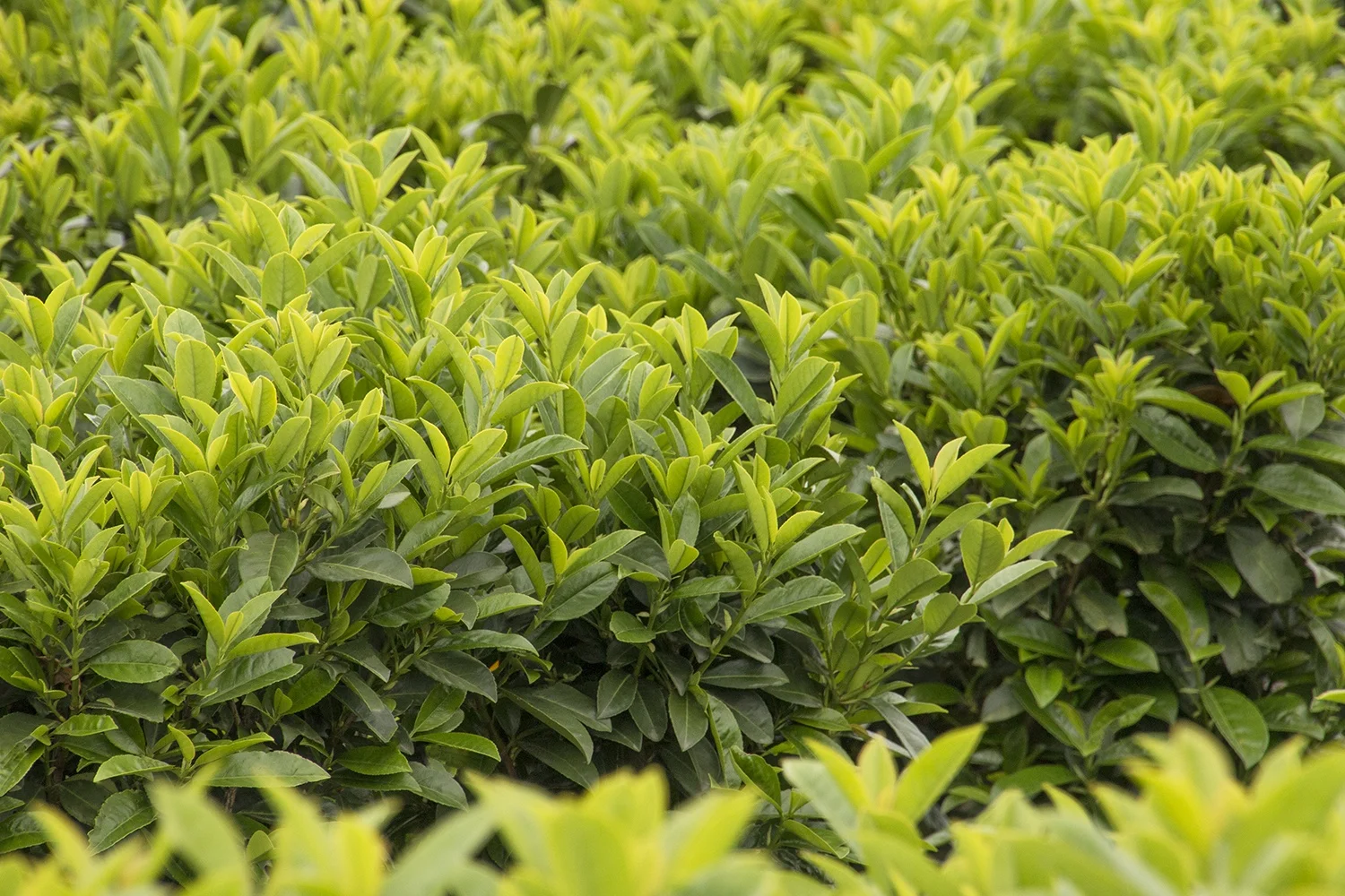 Dwarf English Laurel Prunus Laurocerasus Szofi (Sofia) Hardy Dwarf