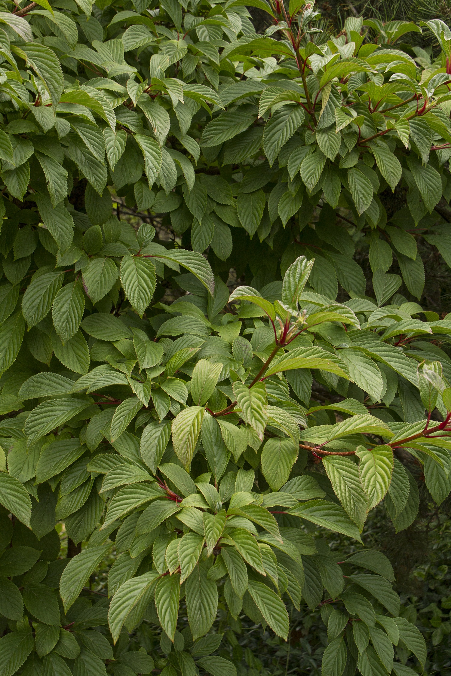 Pink Dawn Viburnum, Viburnum x bodnantense 'Pink Dawn', Monrovia Plant