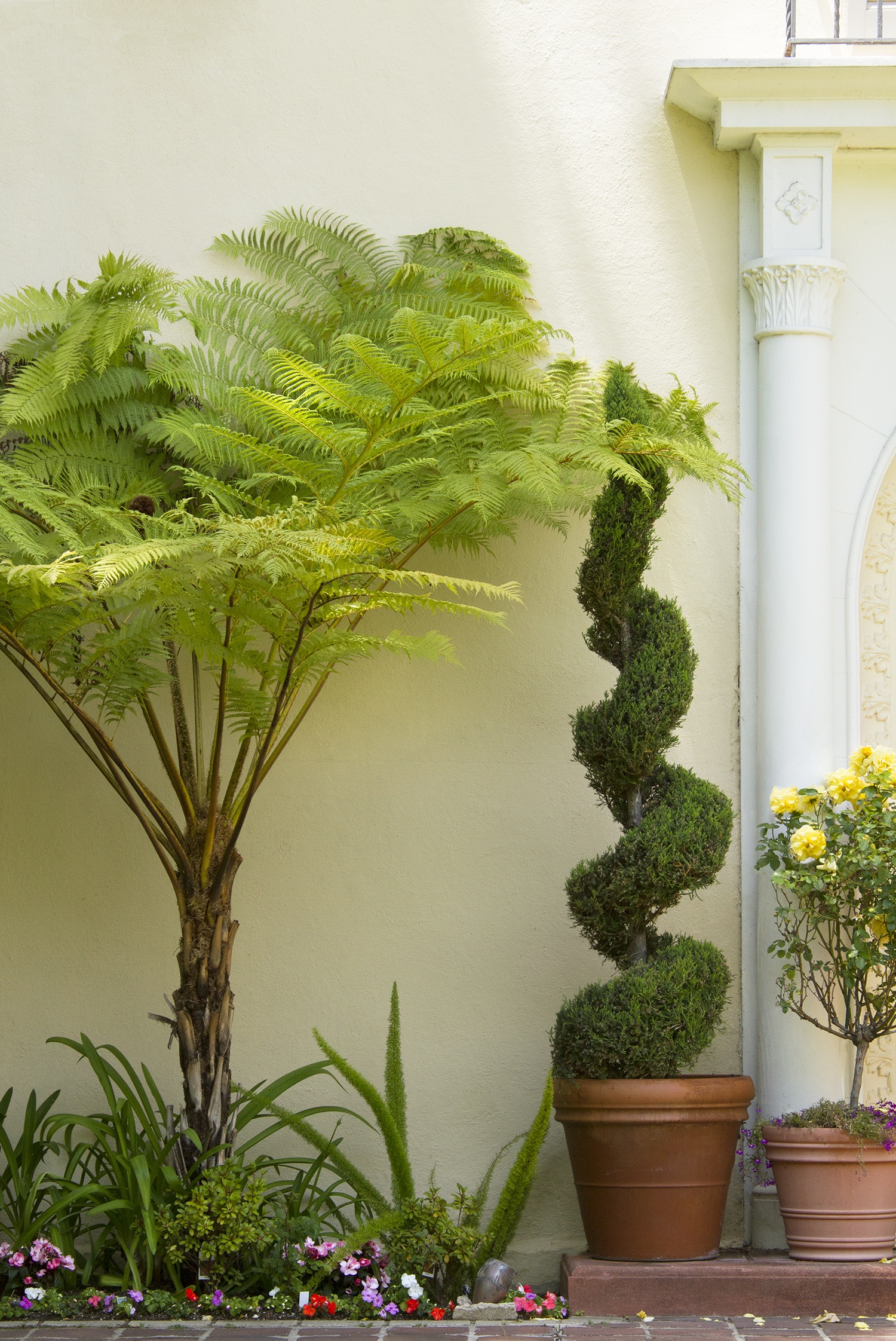 Australian Tree Fern, Alsophila australis, Monrovia Plant