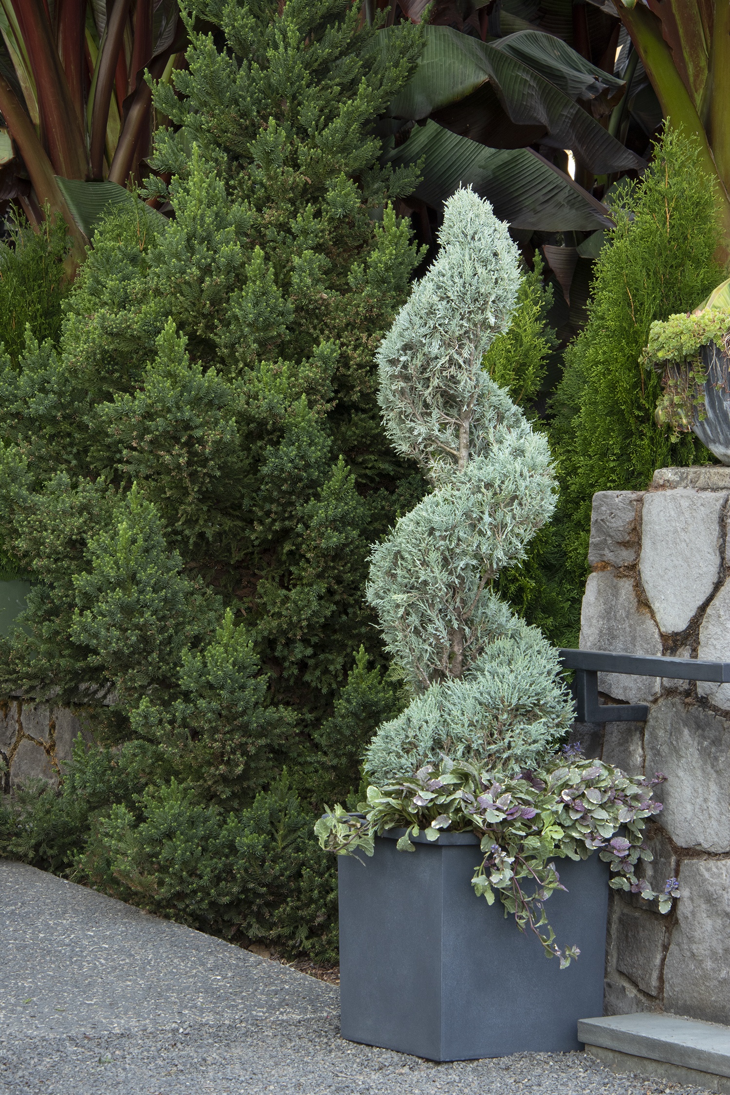Medora Juniper, Juniperus scopulorum 'Medora', Monrovia Plant