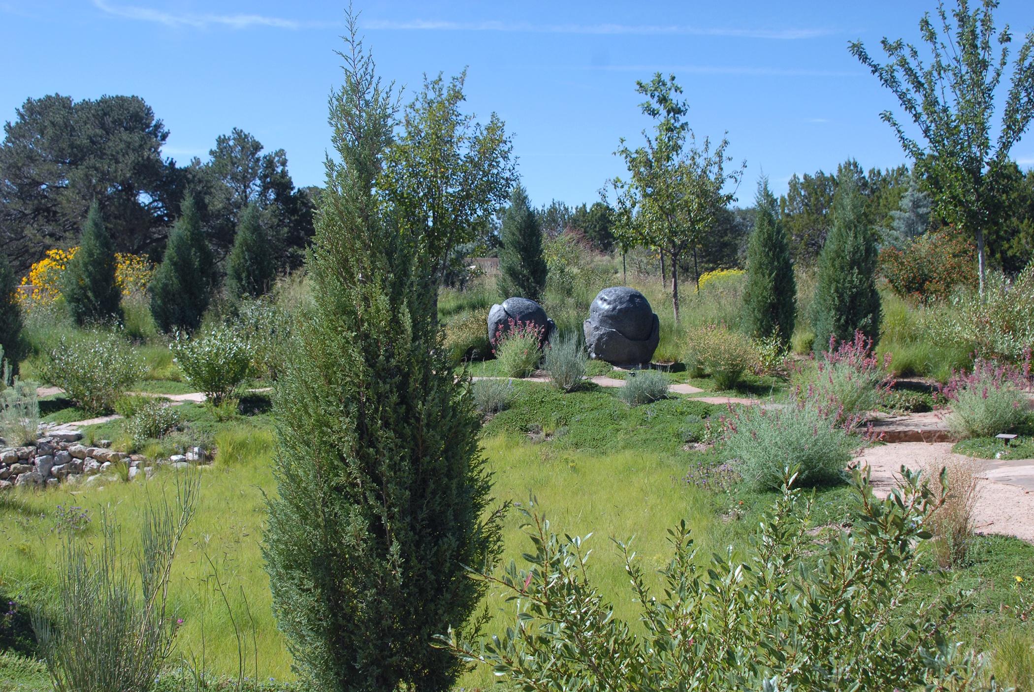 Medora Juniper, Juniperus scopulorum 'Medora', Monrovia Plant