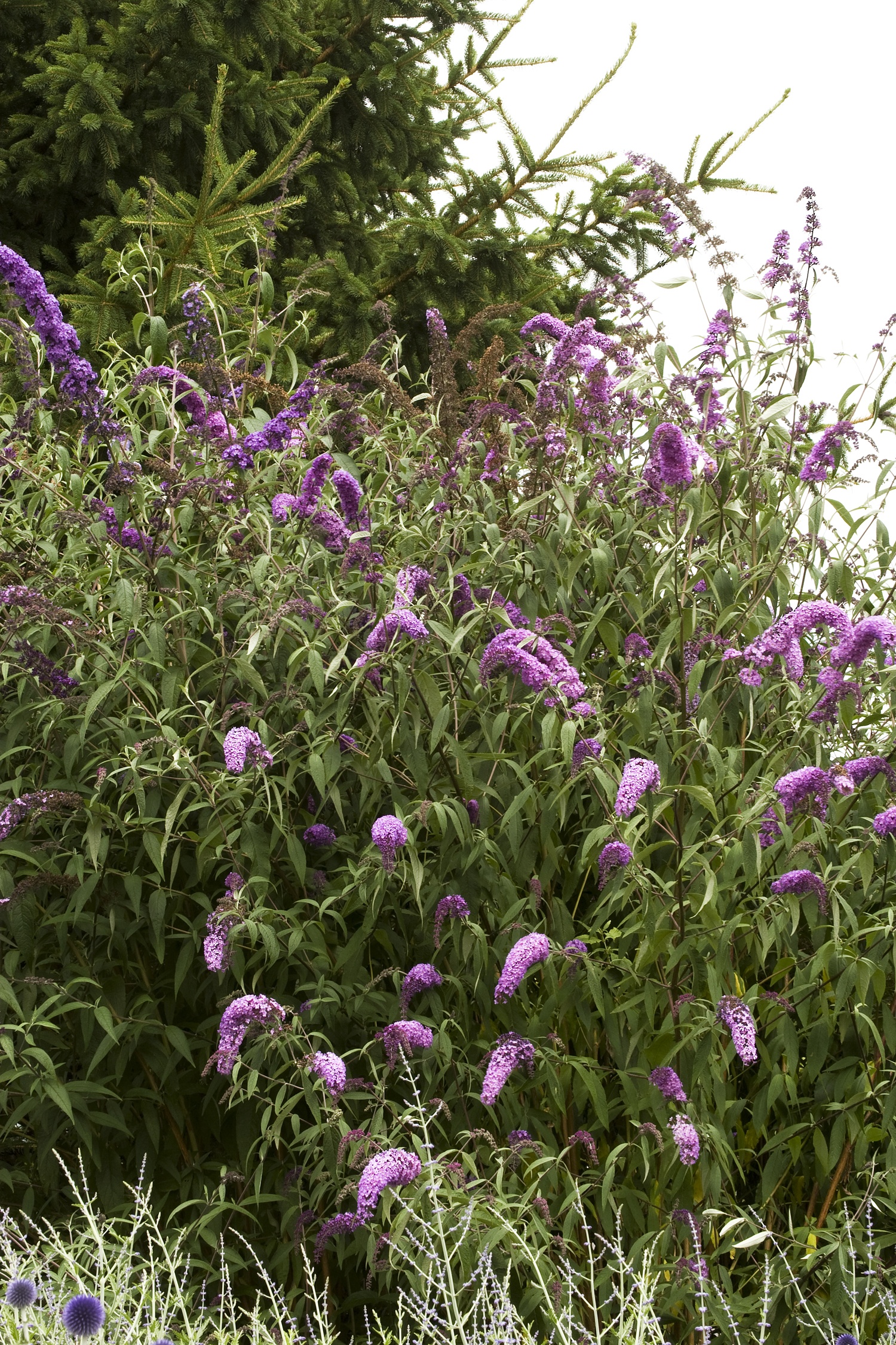Petite Plum® Dwarf Butterfly Bush, Monrovia Plant