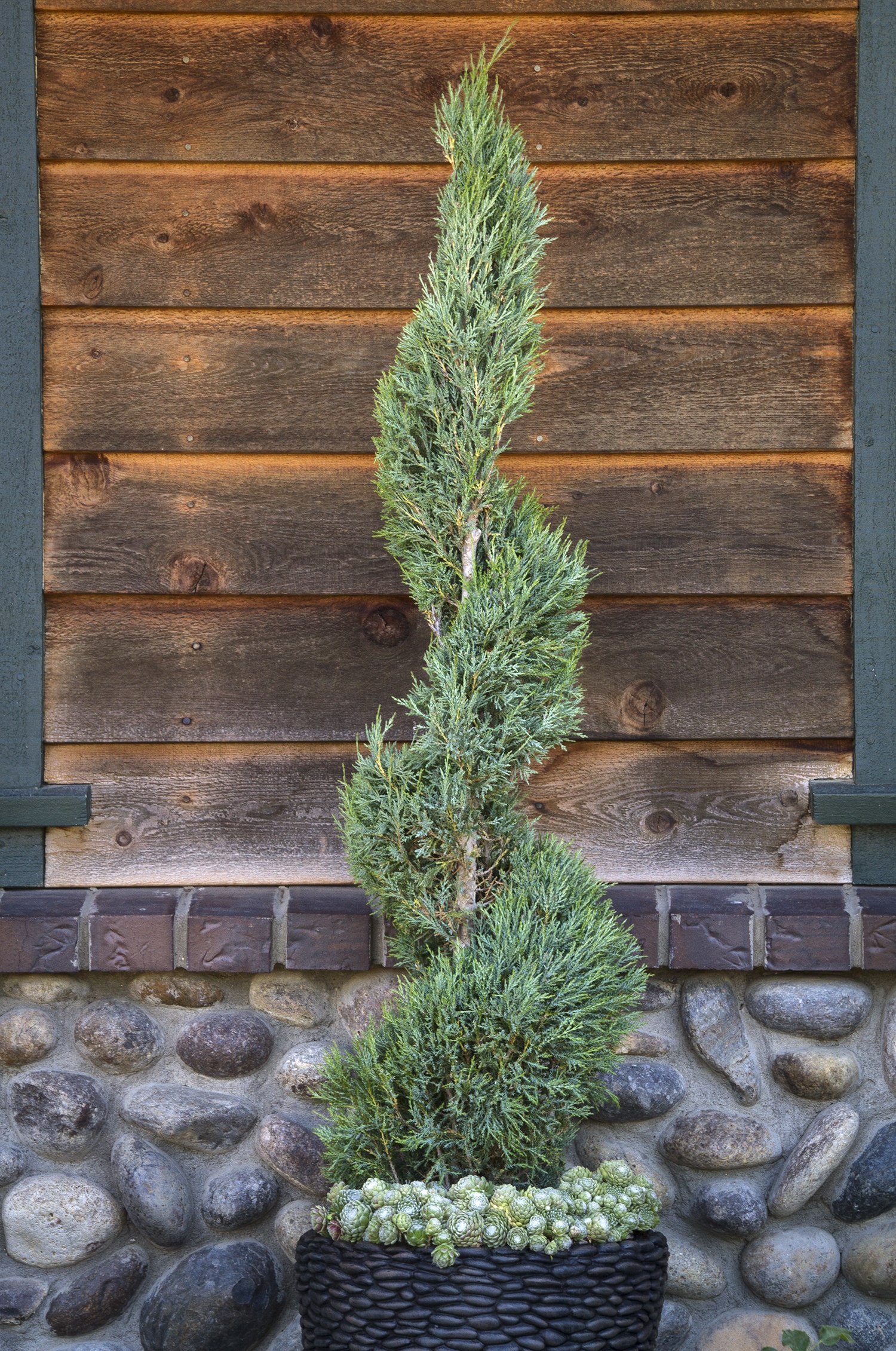 Medora Juniper, Juniperus scopulorum 'Medora', Monrovia Plant