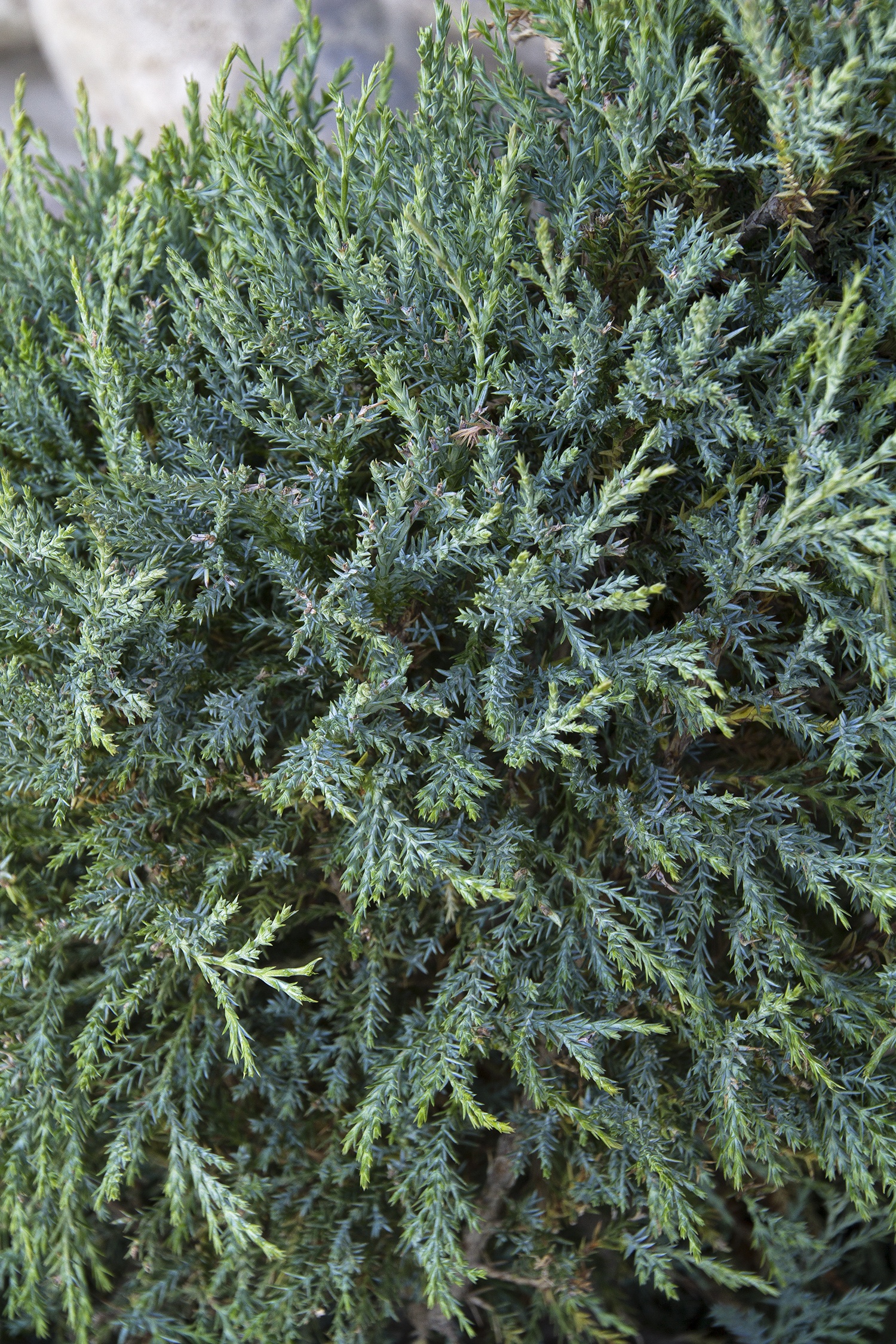 Medora Juniper, Juniperus scopulorum 'Medora', Monrovia Plant