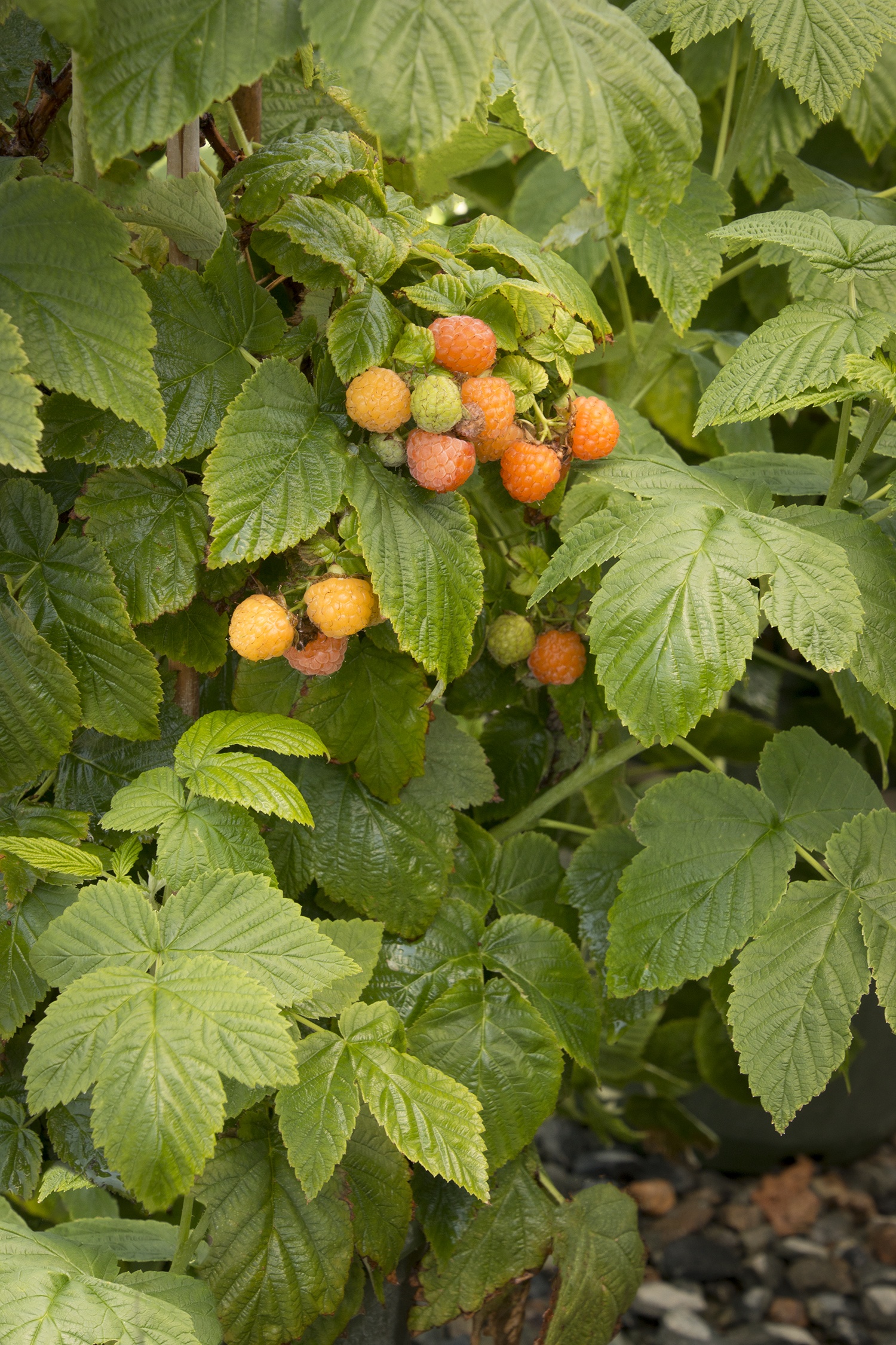 Fall Gold Raspberry, Rubus idaeus var. strigosus 'Fall Gold'