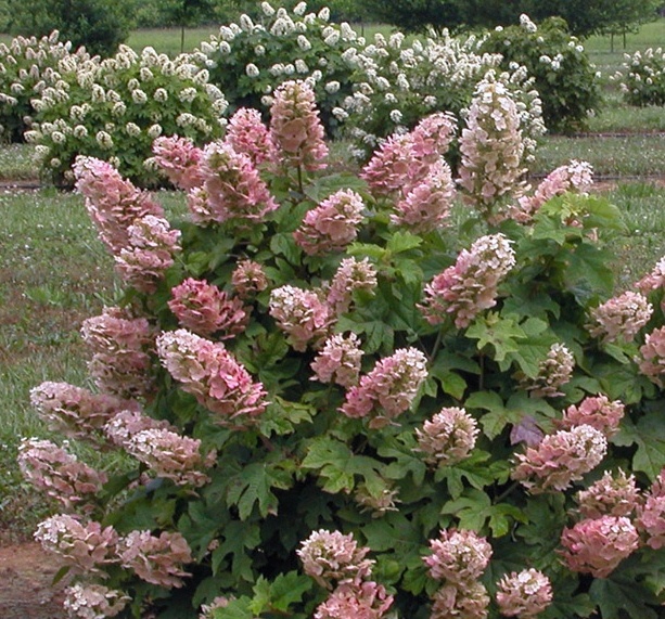 Ruby Slippers Oakleaf Hydrangea, Hydrangea quercifolia 'Ruby Slippers'