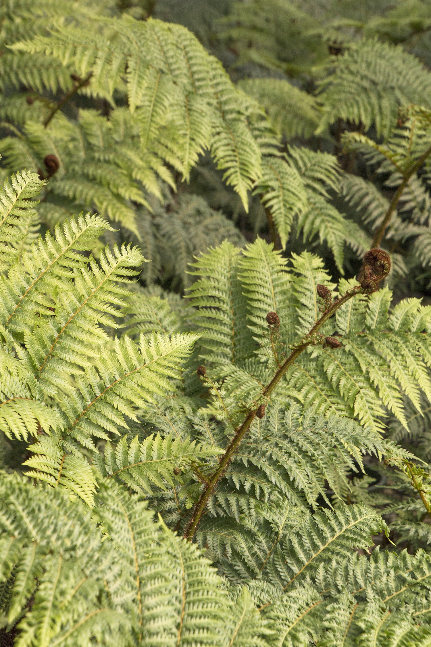 Australian Tree Fern, Alsophila australis, Monrovia Plant
