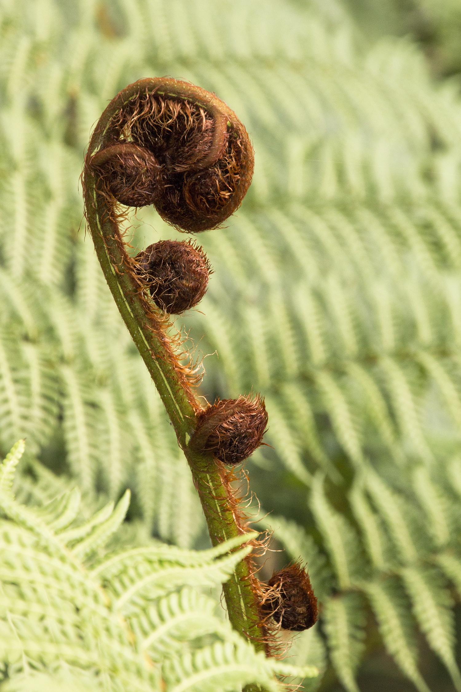 Australian Tree Fern, Alsophila australis, Monrovia Plant