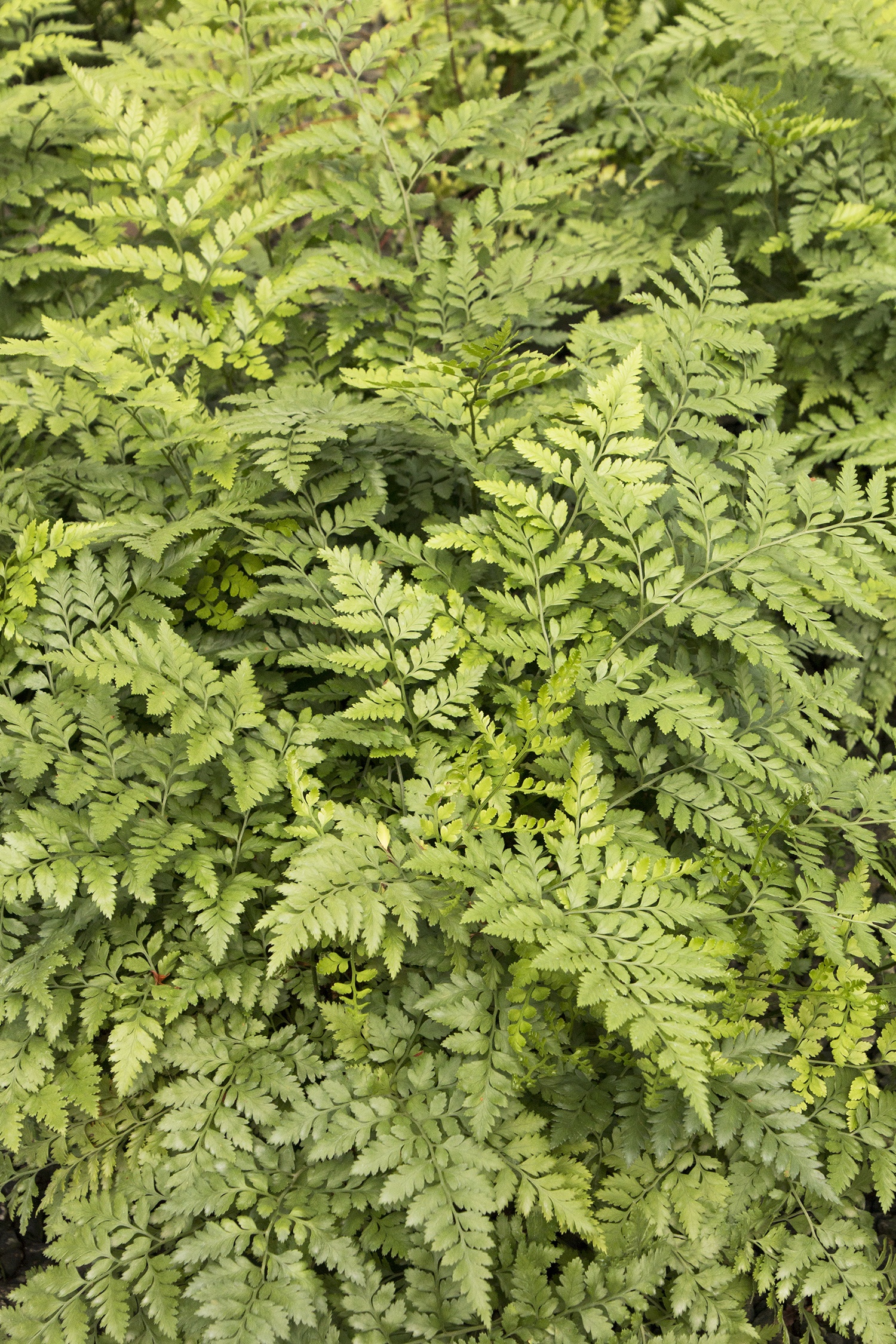Leatherleaf Fern, Rumohra adiantiformis, Monrovia Plant