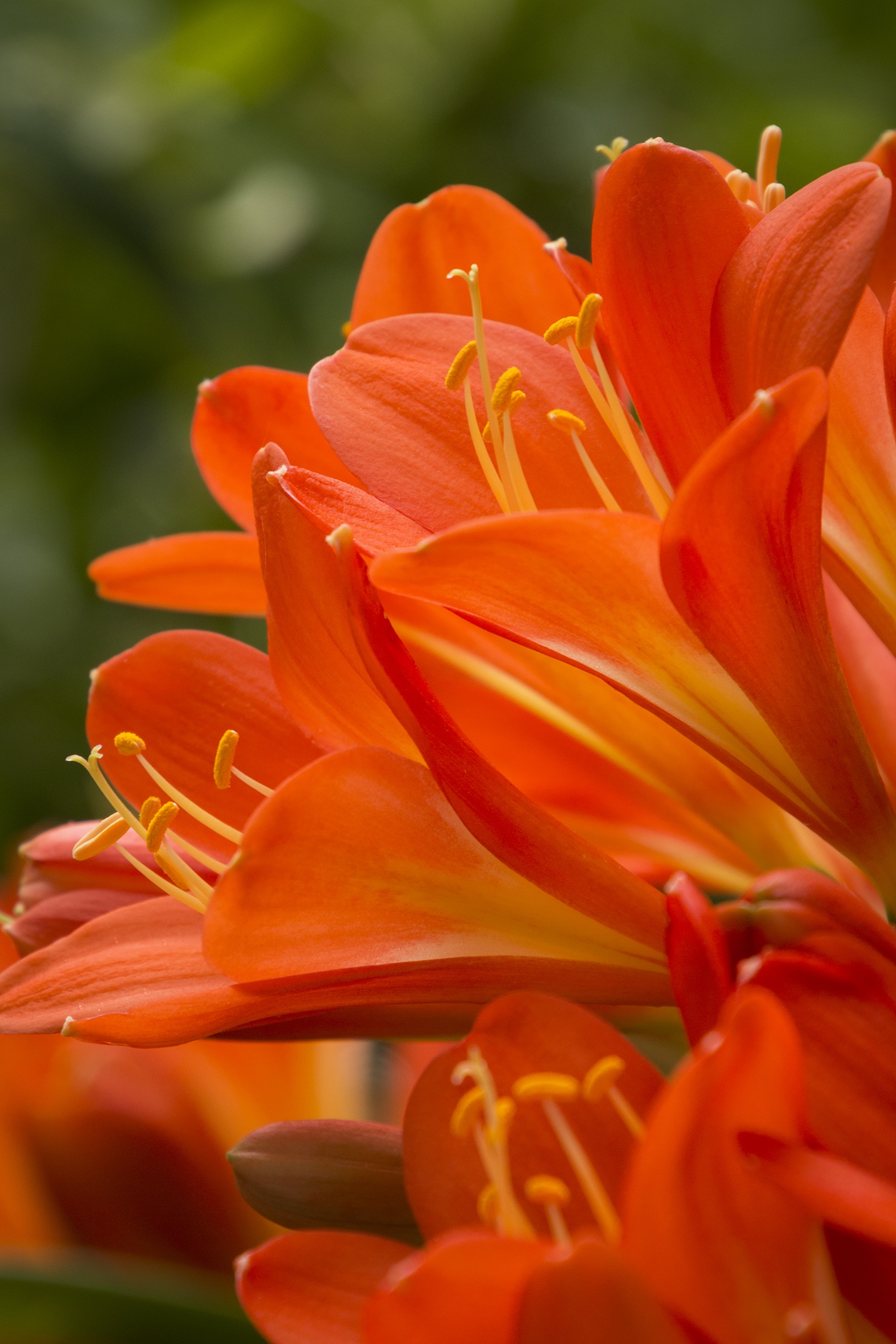 Belgian Hybrid Orange Clivia, Clivia miniata 'Belgian Hybrid Orange'