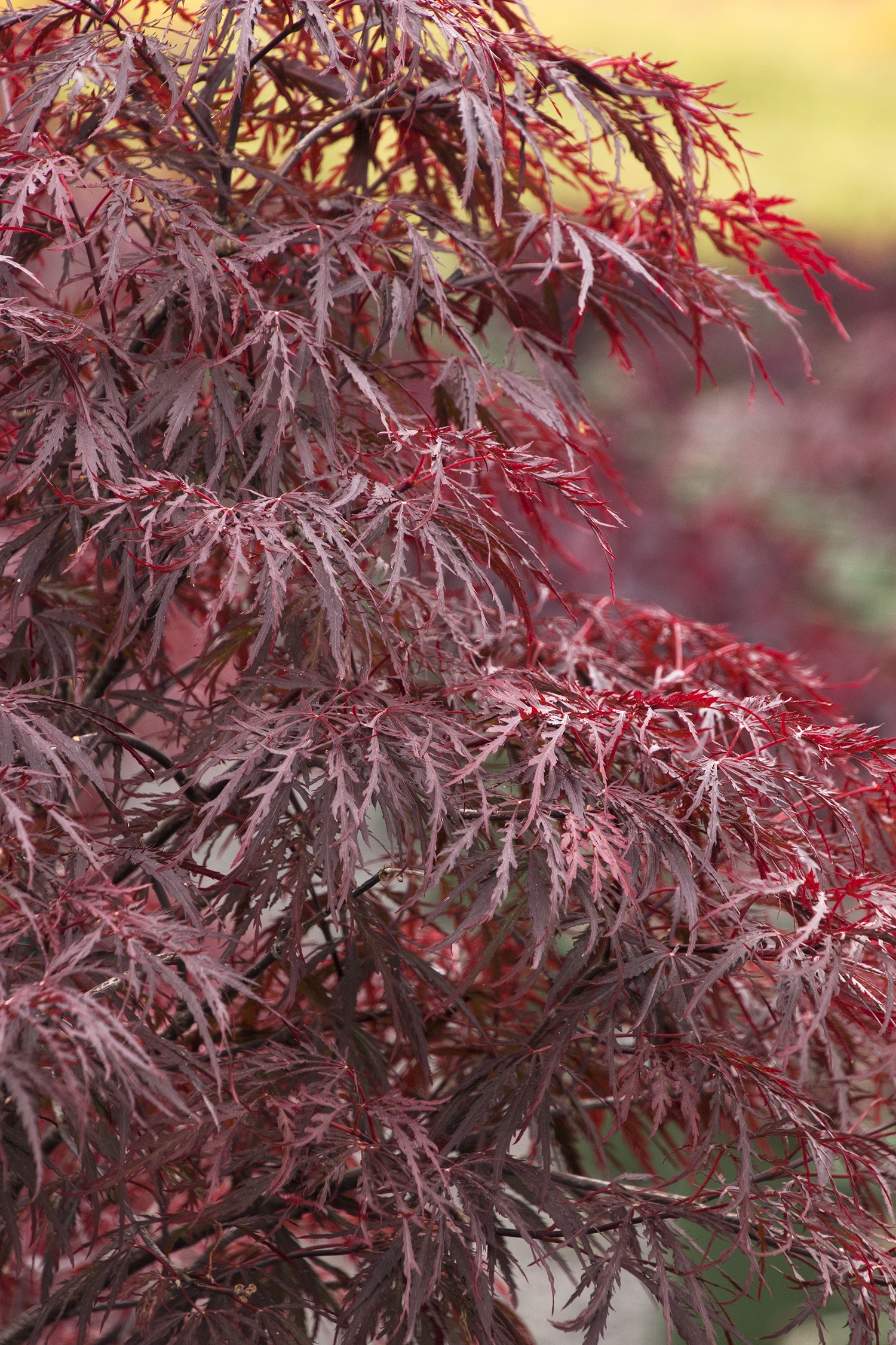 Red Dragon Japanese Maple, Acer palmatum var. dissectum 'Red Dragon'