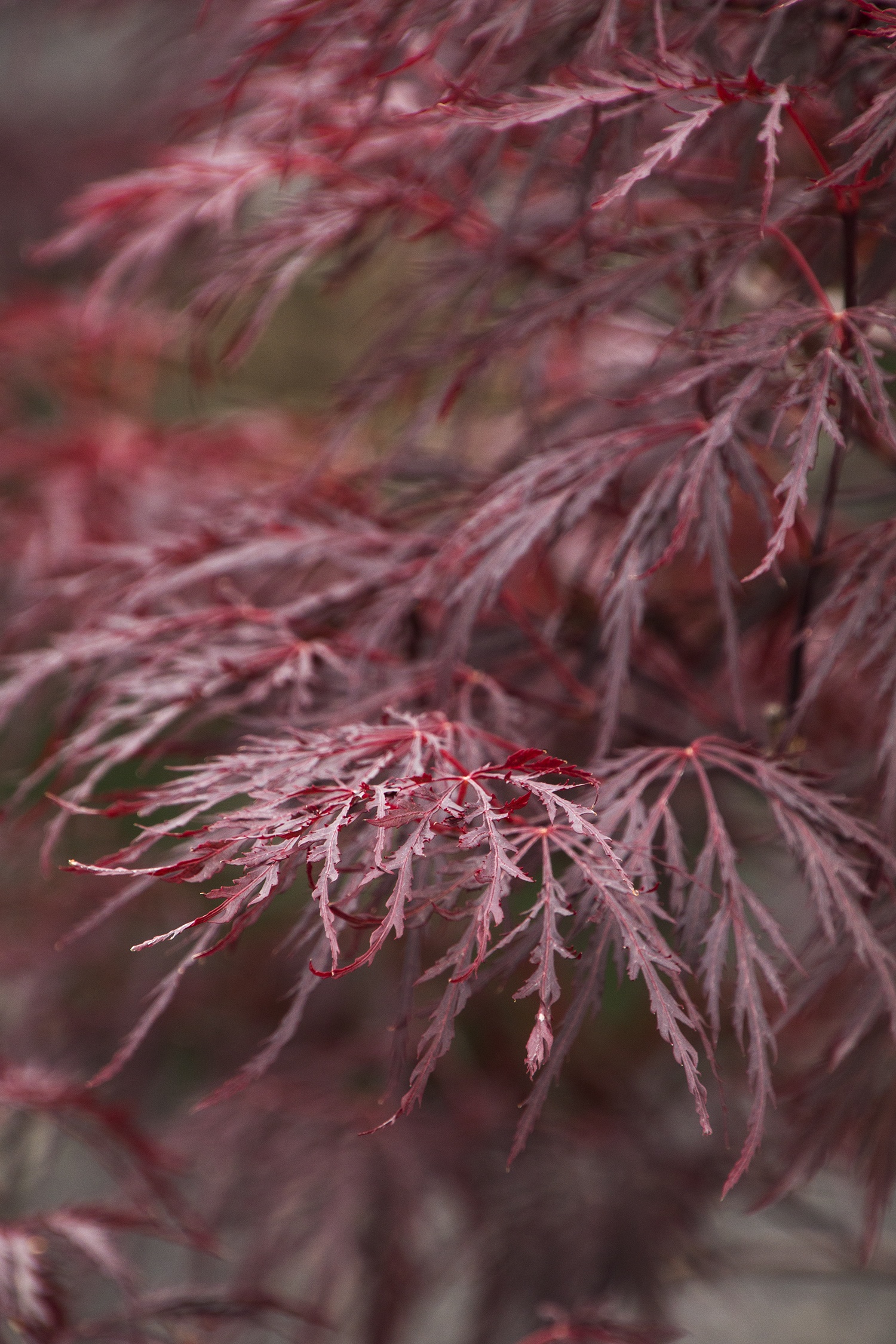 Red Dragon Japanese Maple, Acer palmatum var. dissectum 'Red Dragon'