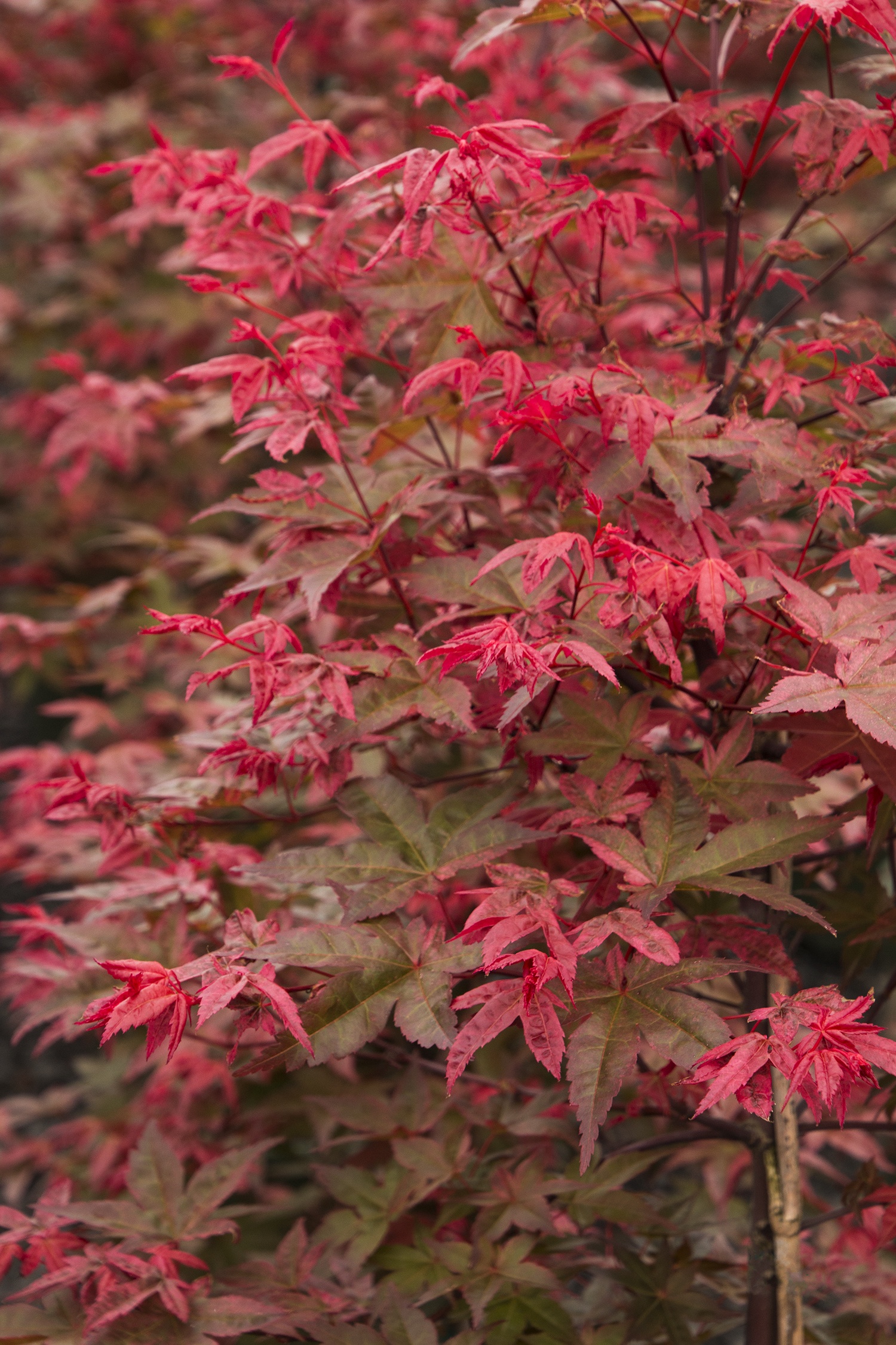 Shin Deshojo Japanese Maple, Acer palmatum 'Shin Deshojo', Monrovia Plant