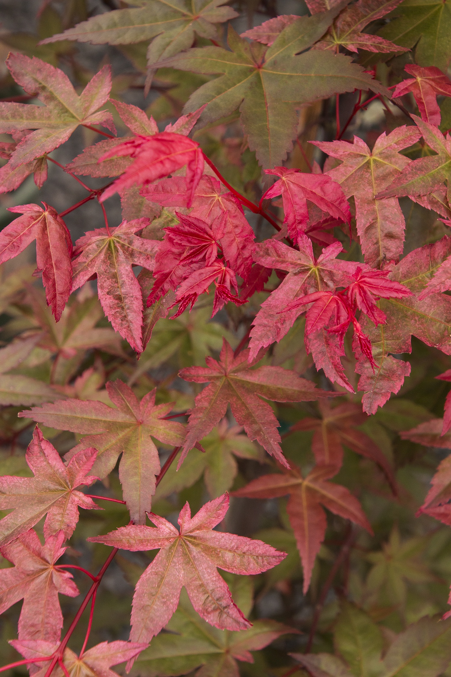 Shin Deshojo Japanese Maple, Acer palmatum 'Shin Deshojo', Monrovia Plant