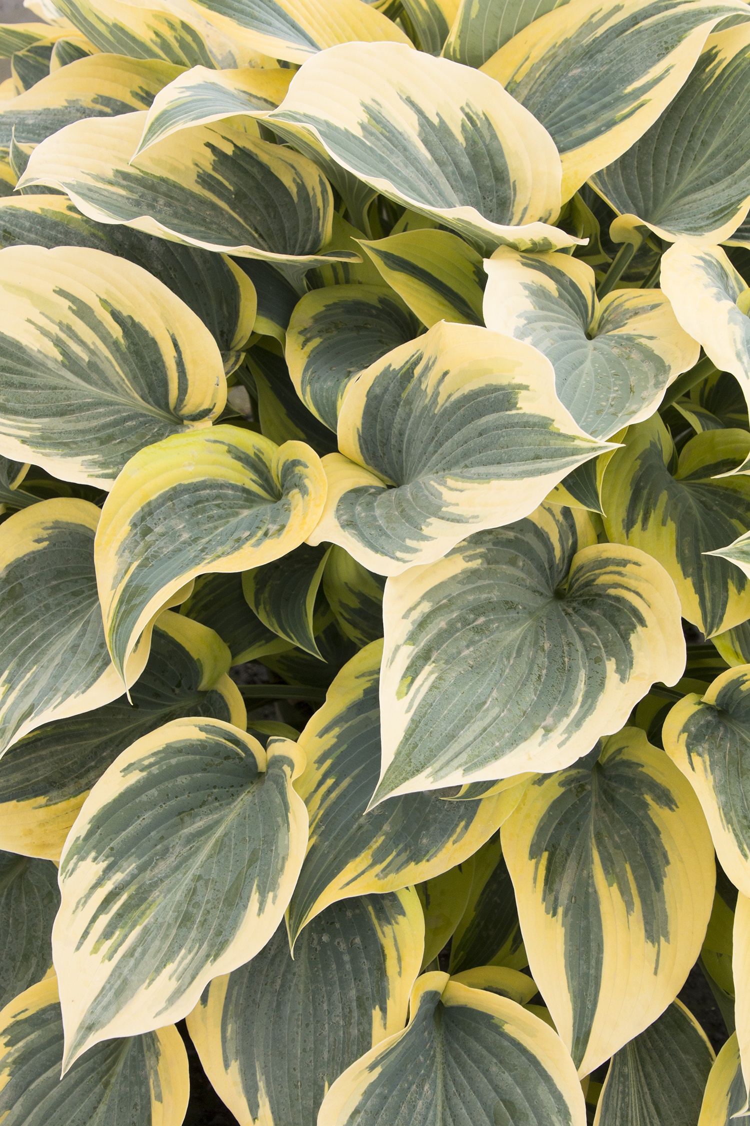 First Frost Hosta, Hosta x 'First Frost', Monrovia Plant