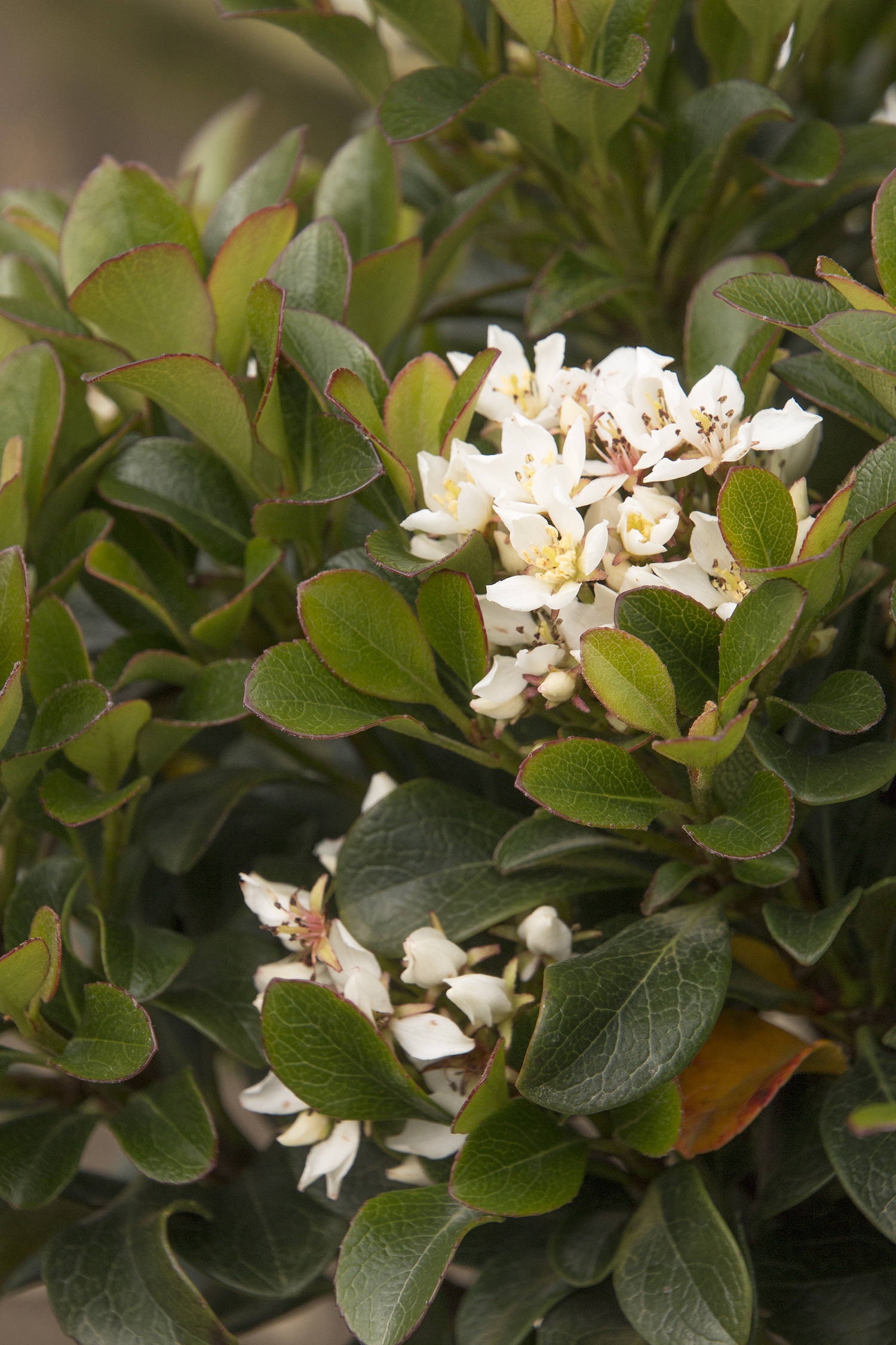 Southern Moon® Yedda Hawthorn, Monrovia Plant