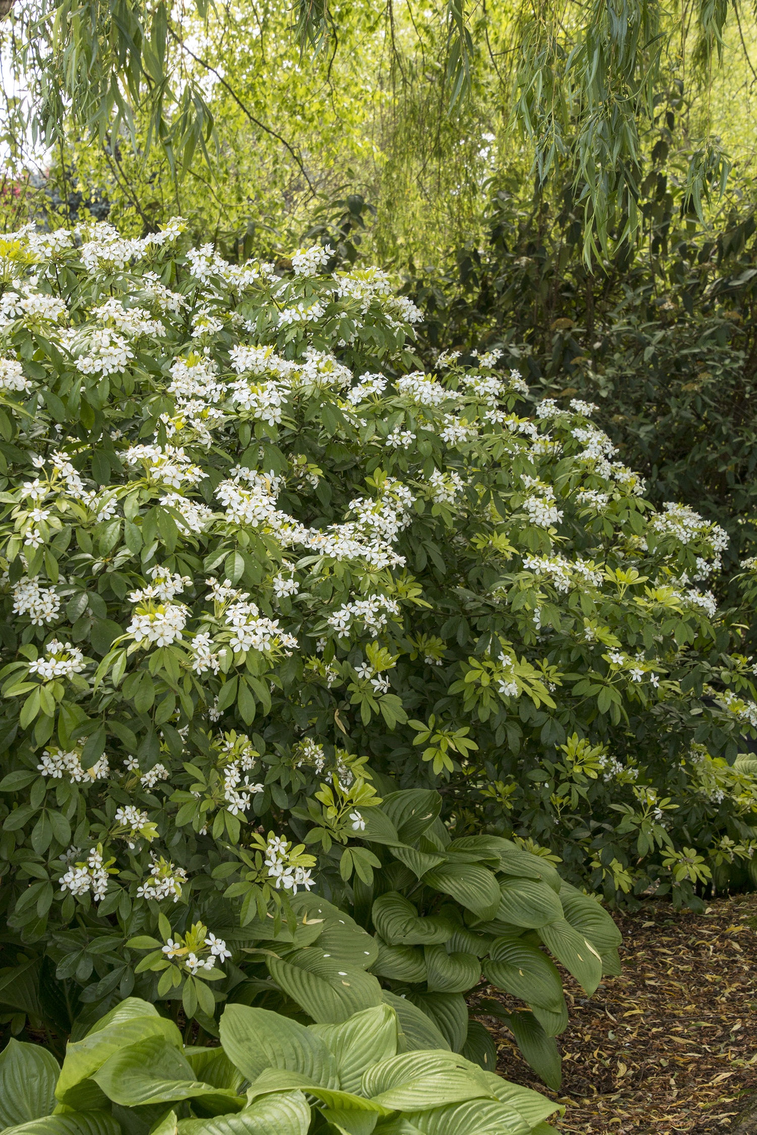 Sundance Mexican Orange Blossom, Choisya ternata 'Sundance', Monrovia Plant
