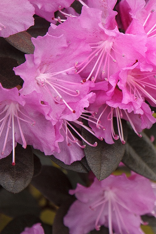 P.J.M. Elite Rhododendron, Rhododendron 'P.J.M. Elite' (H-1)