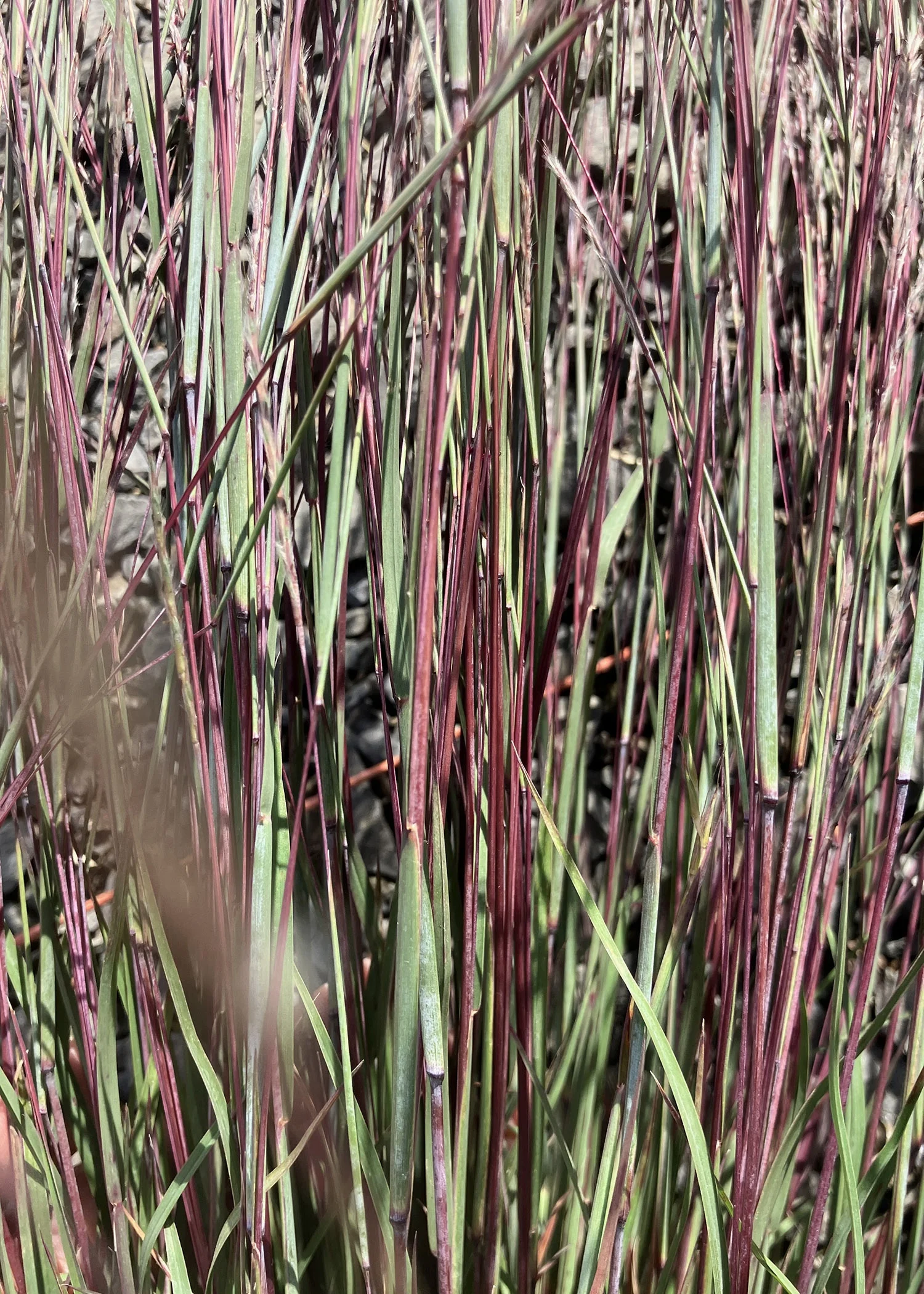 Little Red Fox Little Bluestem, Monrovia Plant