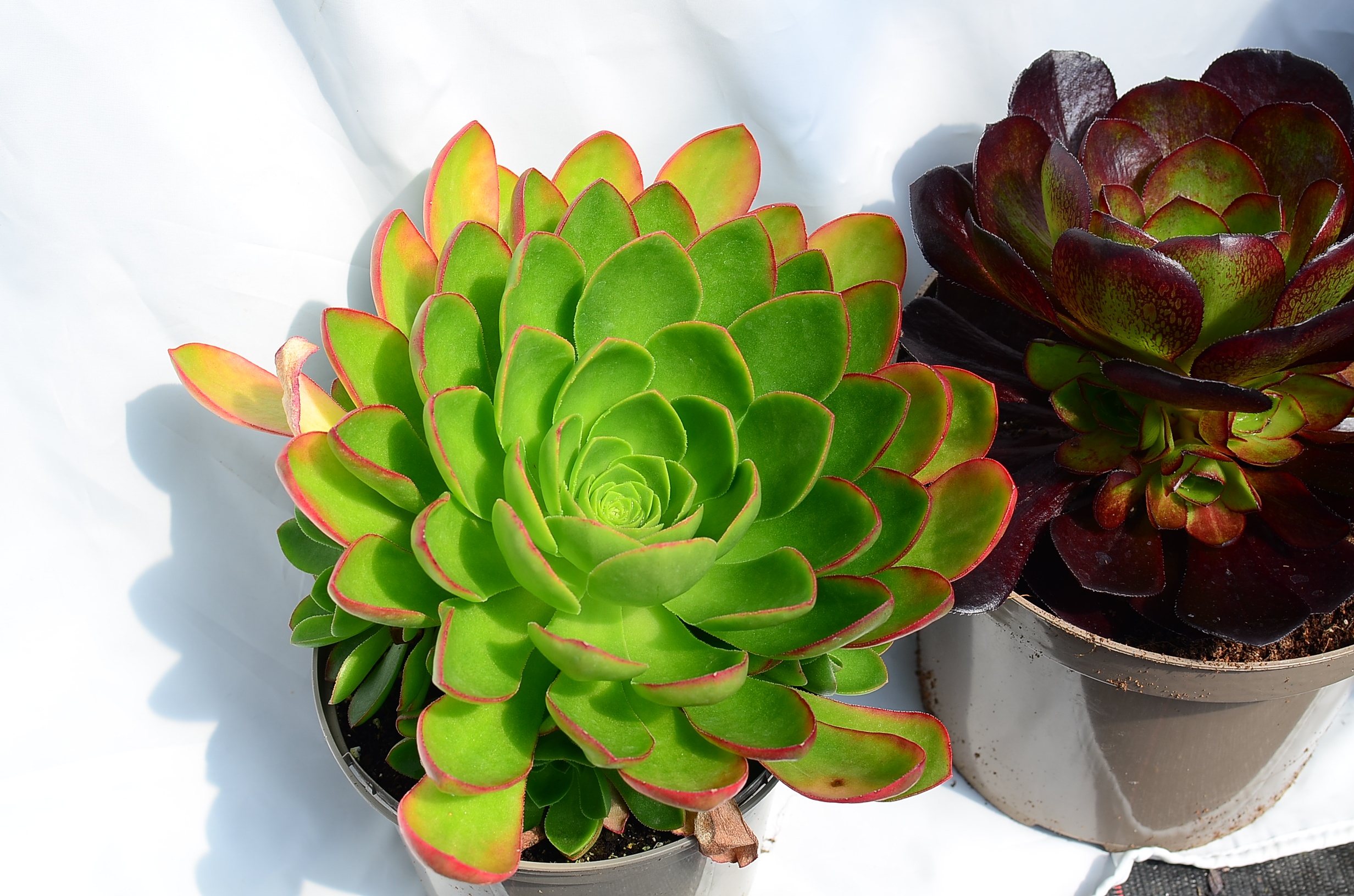 Surreal Diamond Semponium, Semponium 'Diamond' PP #35,564, Monrovia Plant