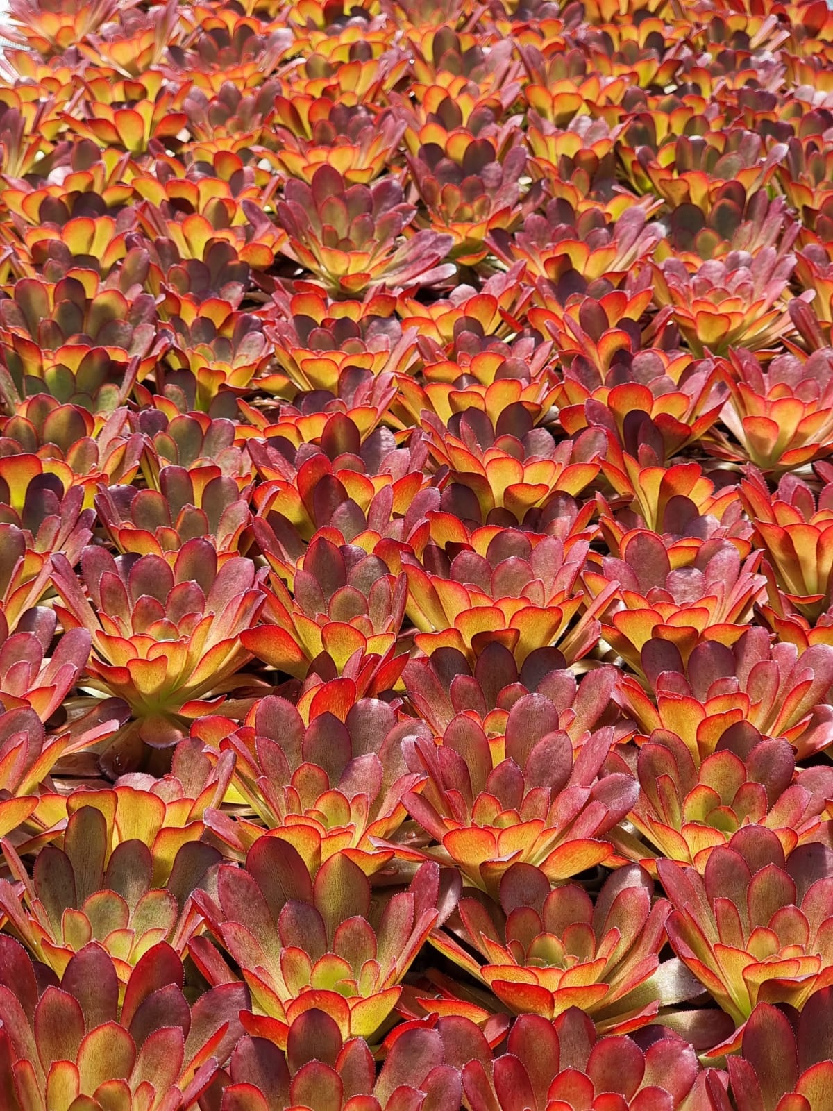 Surreal Sienna Semponium, Semponium 'Sienna' PP #34,201, Monrovia Plant