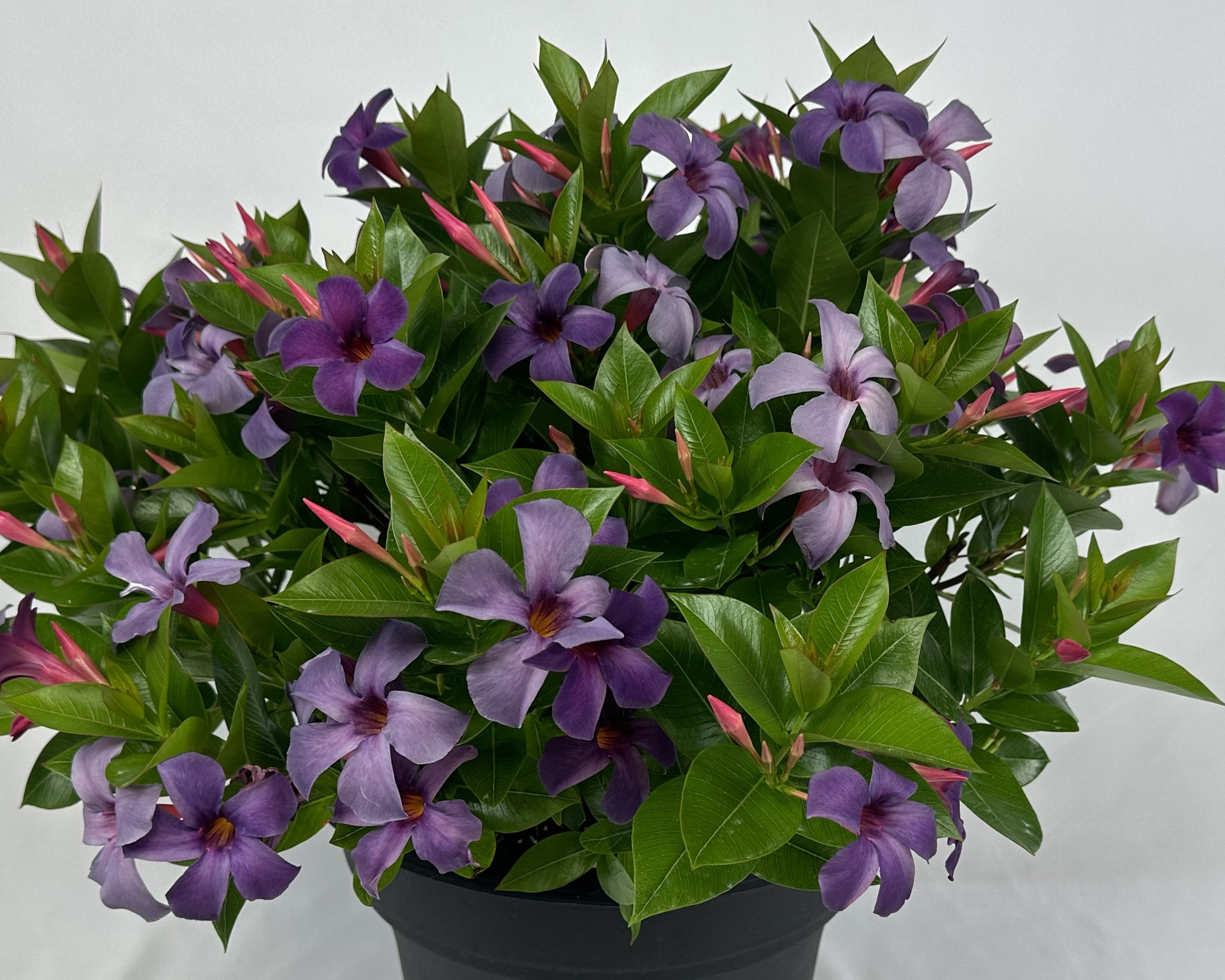 Sun Parasol® Original XP Bluephoria™ Mandevilla, Mandevilla hybrid