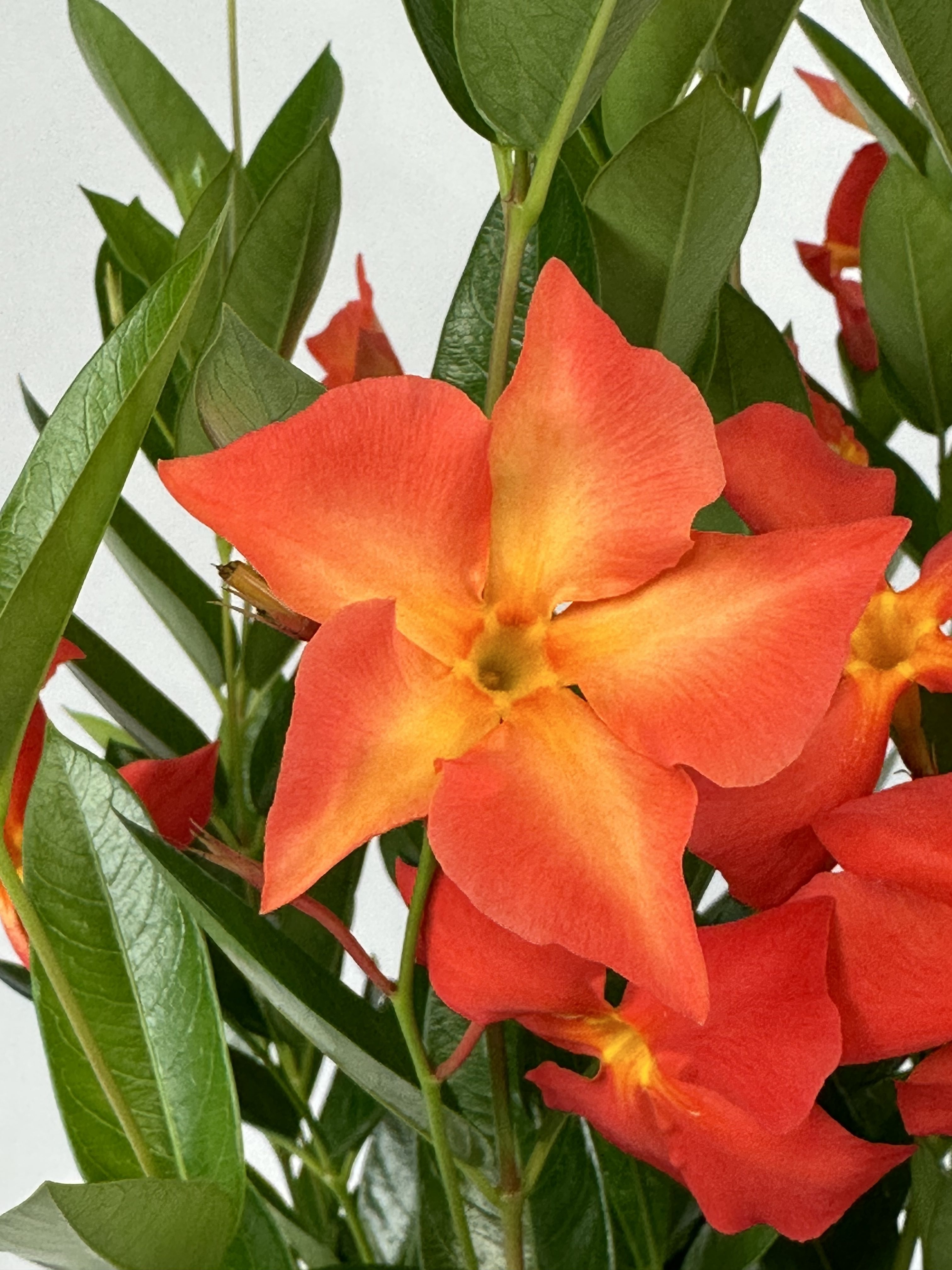 Sun Parasol® FiredUp Orange Mandevilla, Monrovia Plant