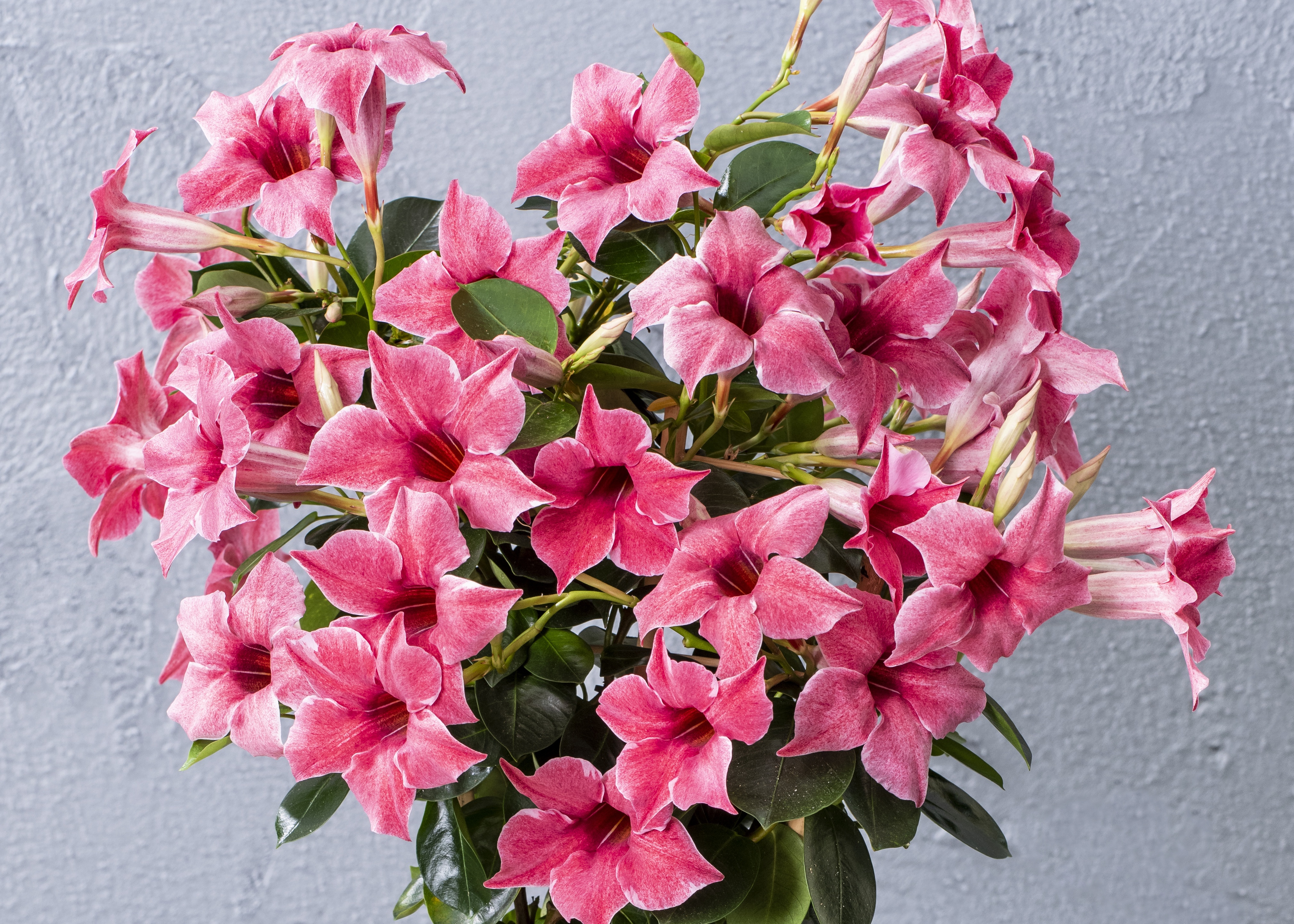 Sun Parasol® Original XP Mauvelous Mandevilla, Monrovia Plant