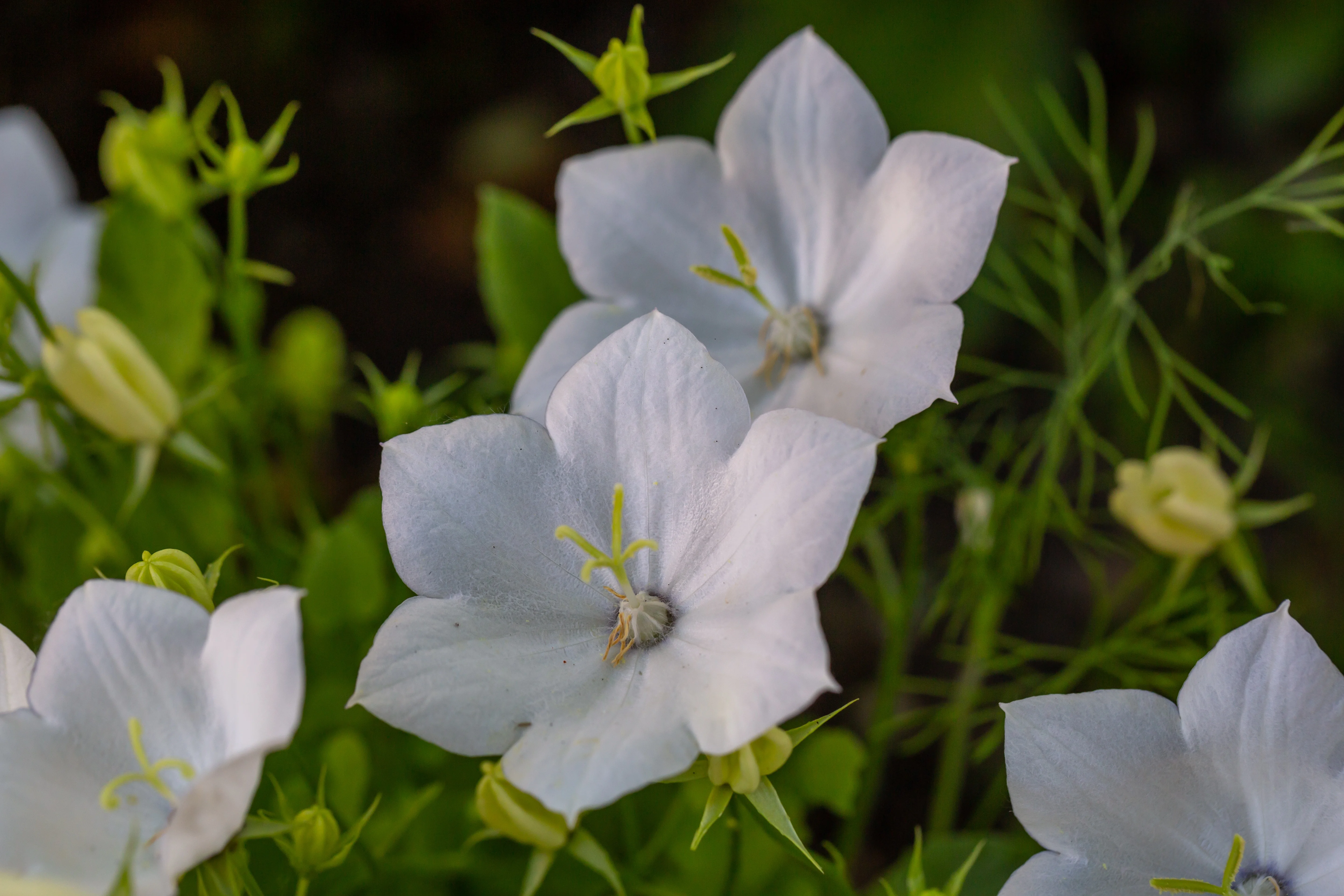campanula muralis blanche