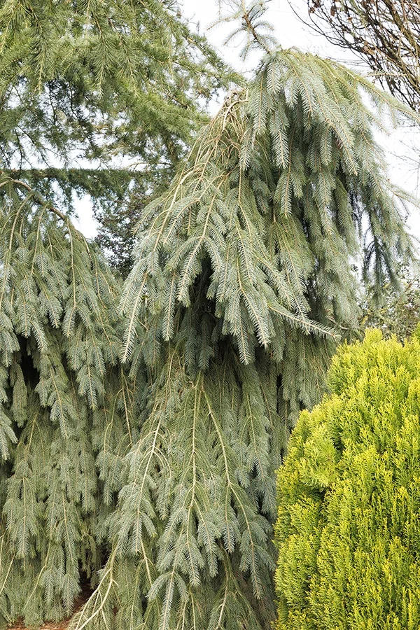 engelmann spruce