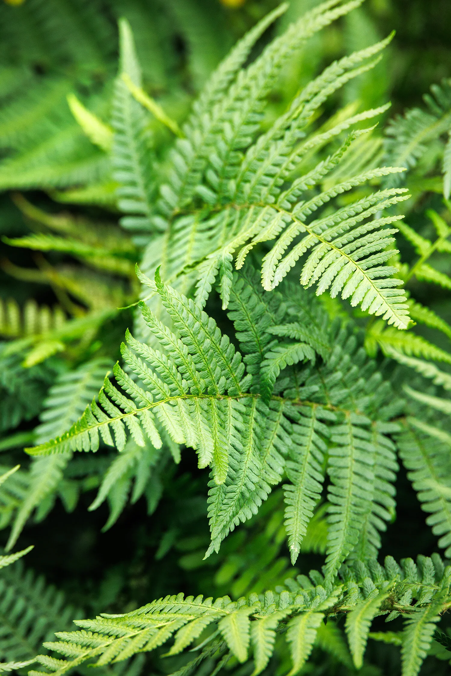 difference between pteris and dryopteris