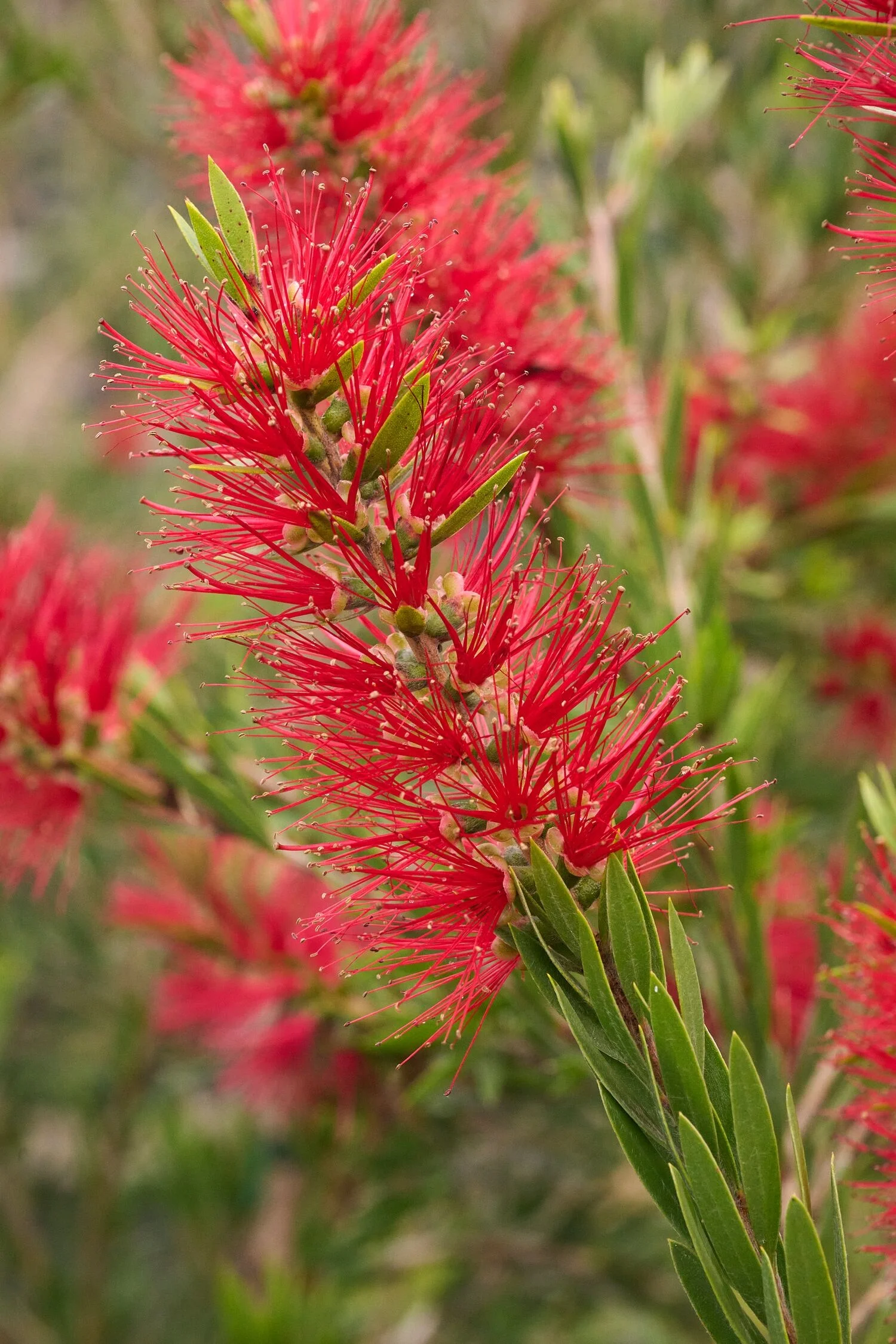 callistemon viminalis slim