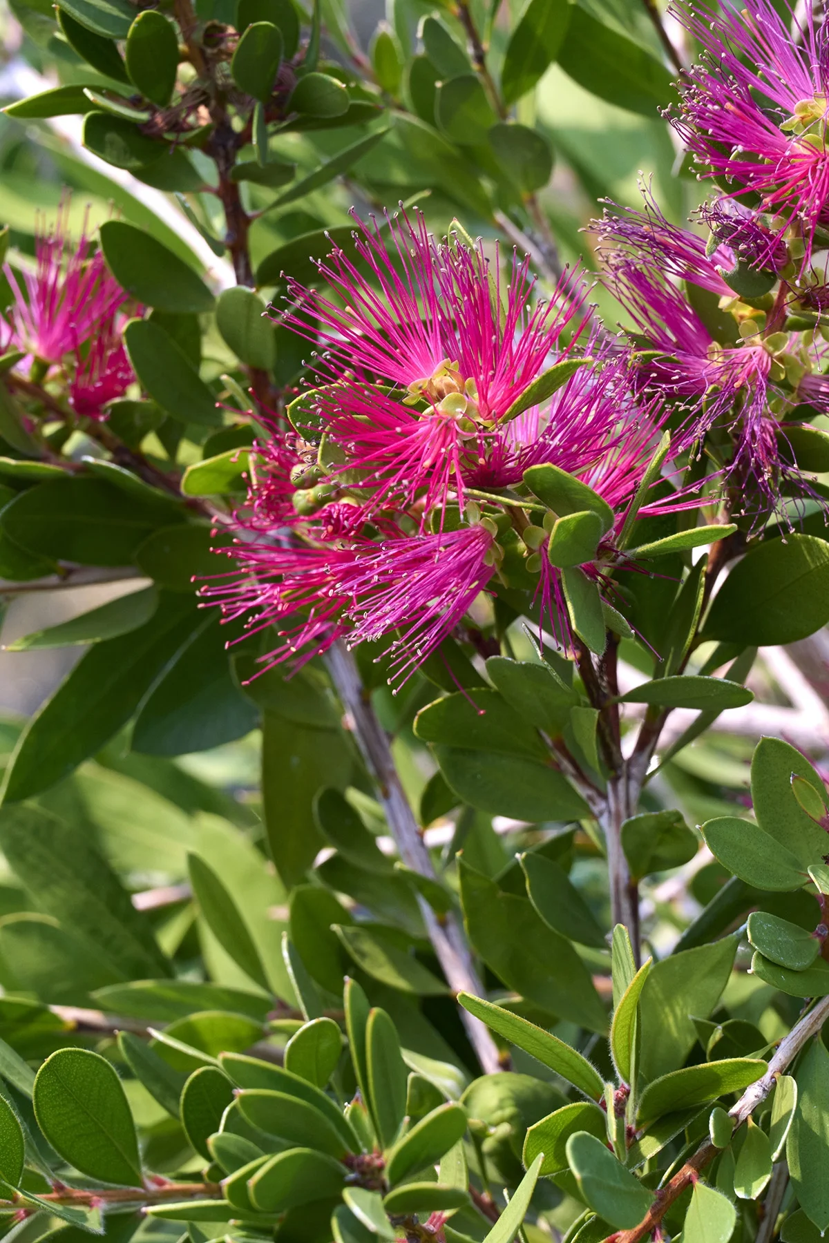 pink callistemon