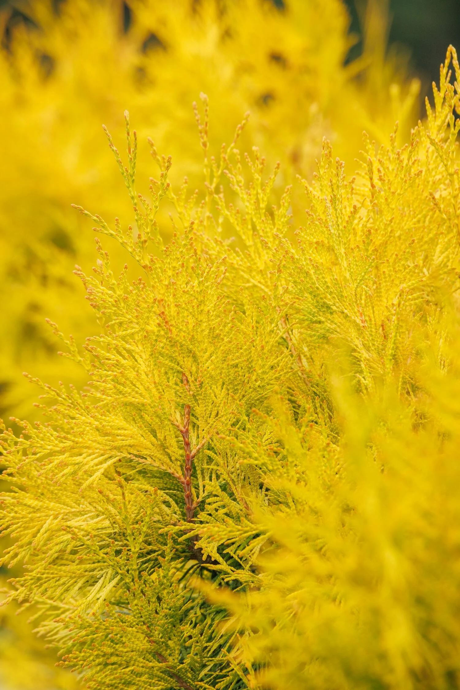 arborvitae leaf shape