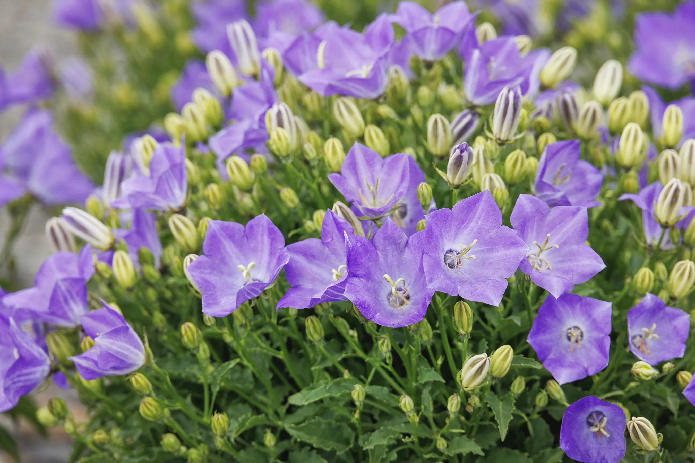 campanula bacta
