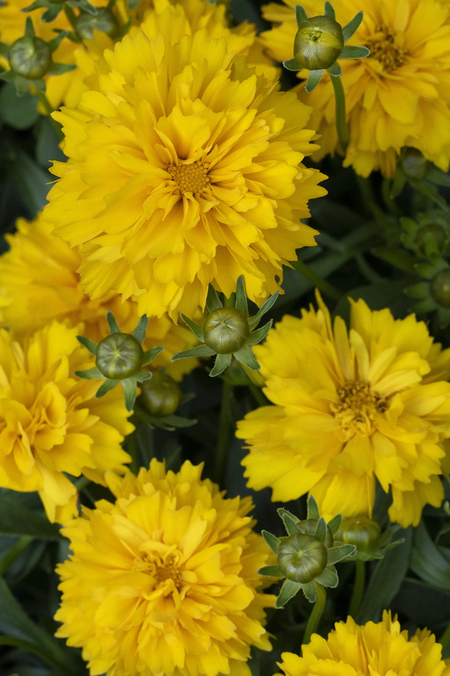 sunray coreopsis