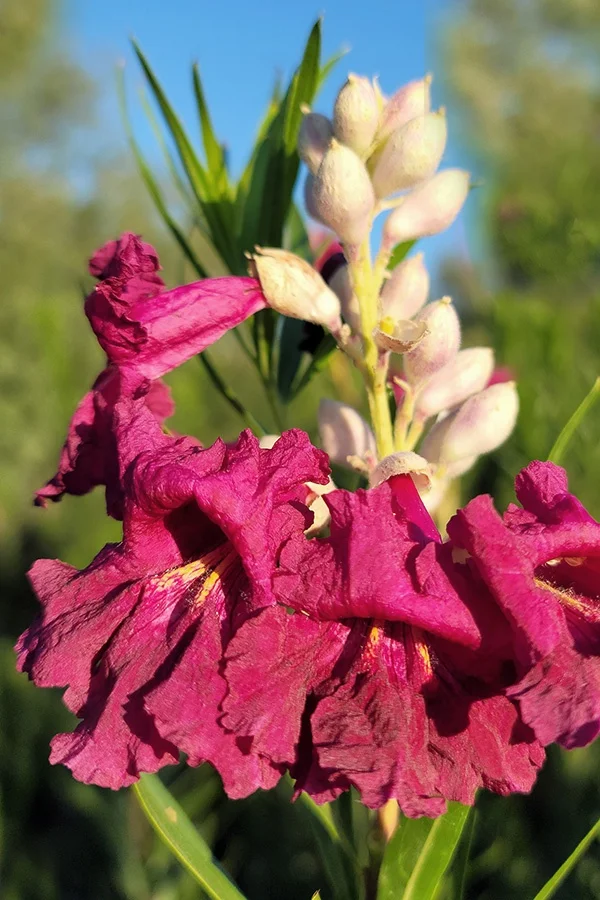 sweet bubba desert willow