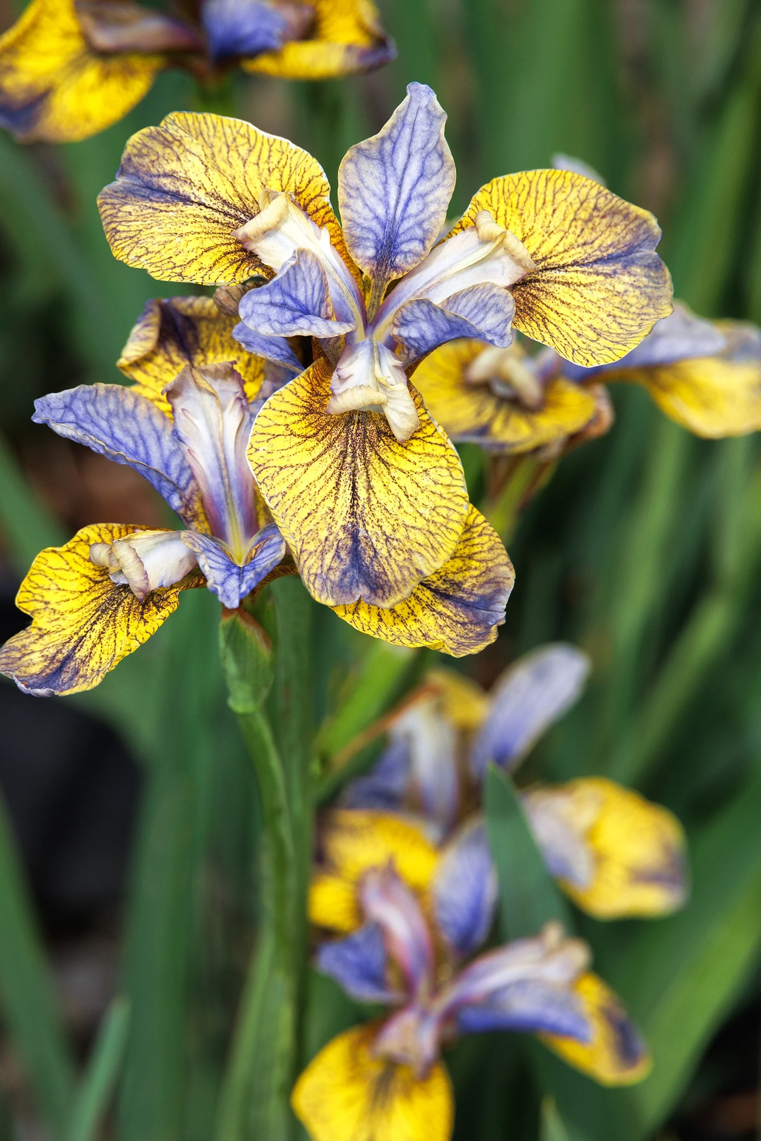 blue yellow iris