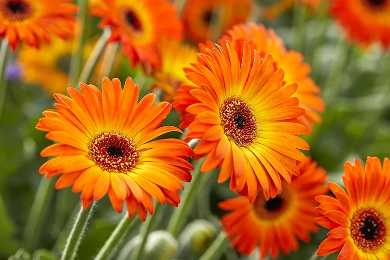 orange gerbera