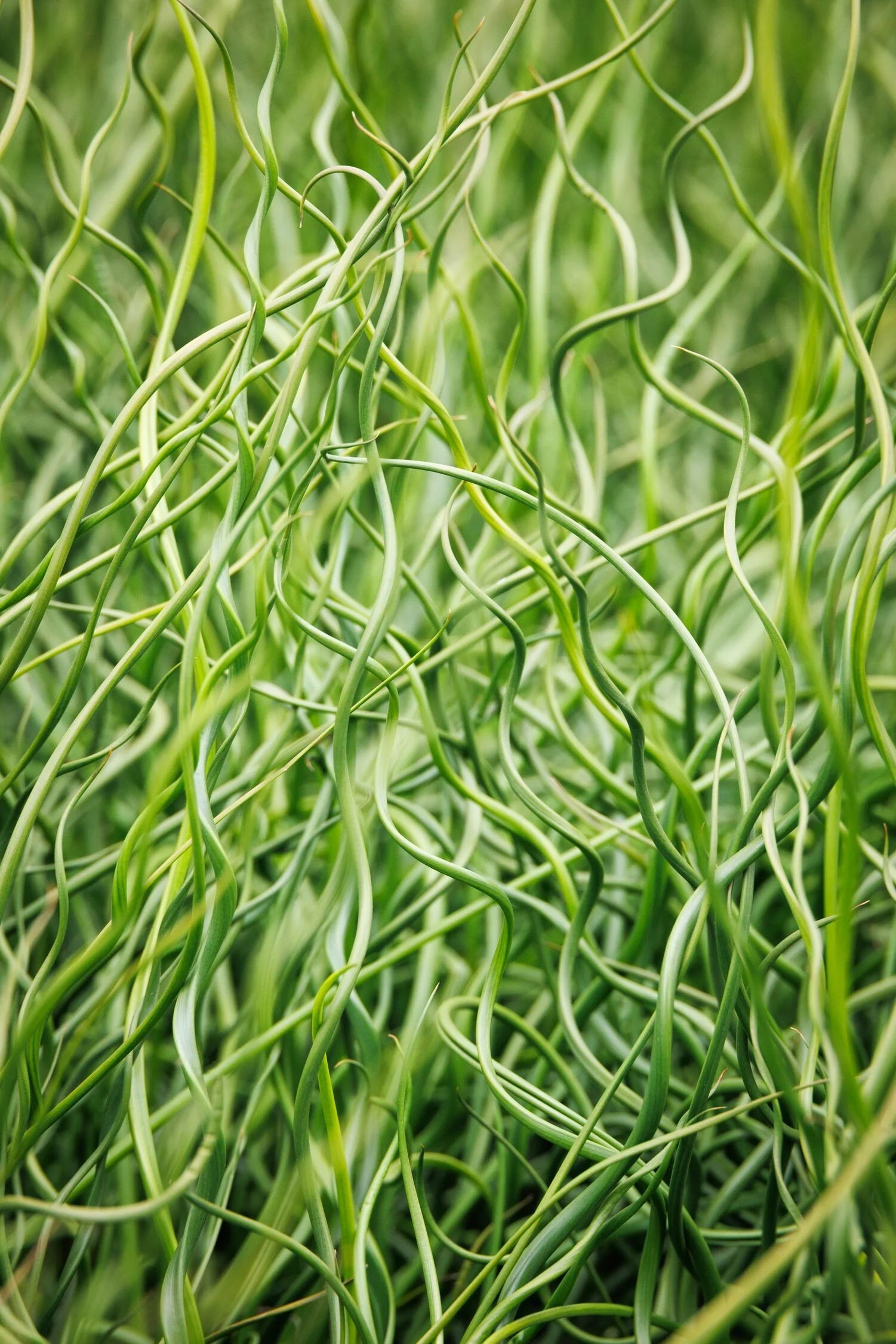 juncus effusus spiralis native range