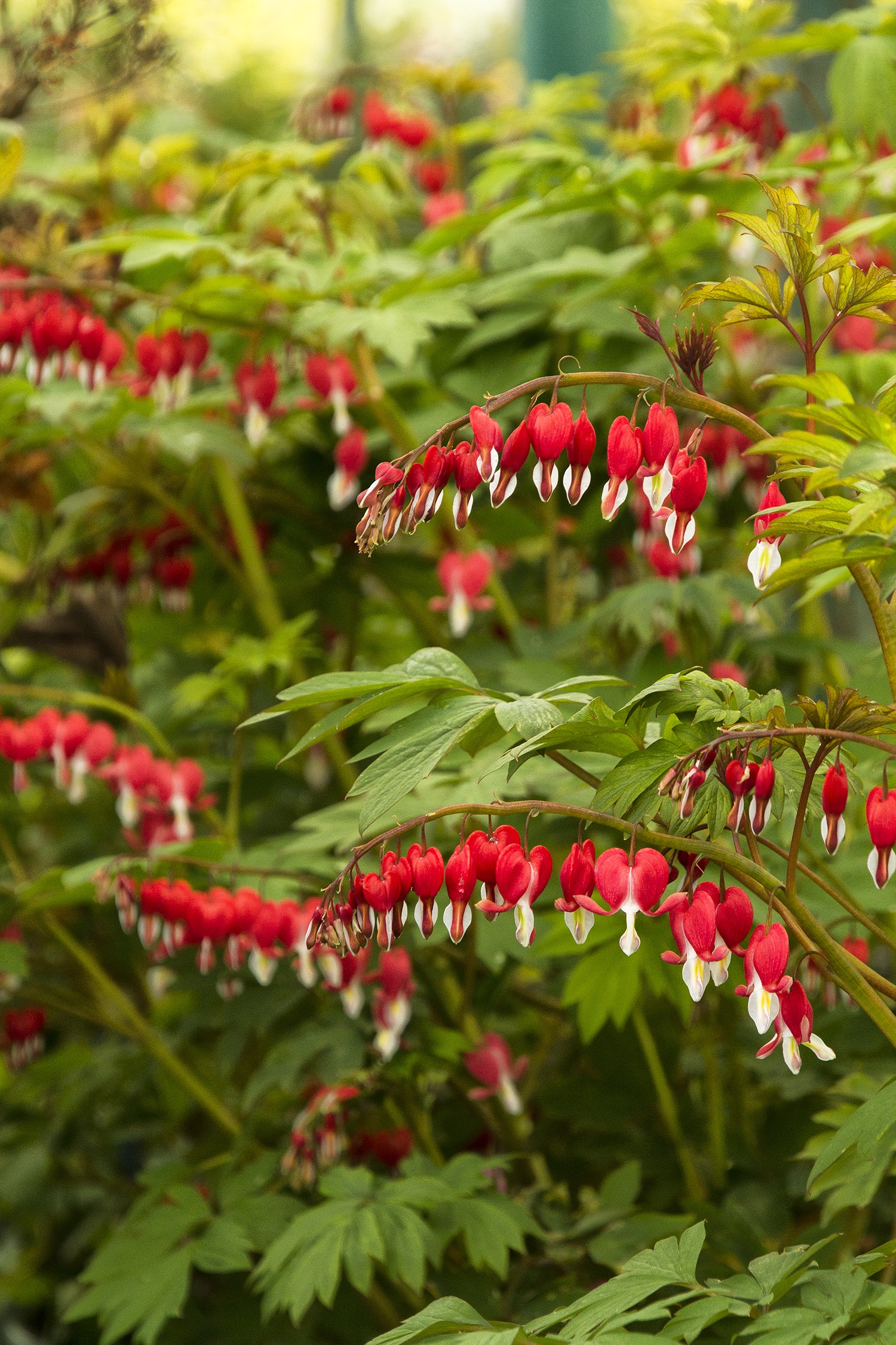 dicentra spectabilis