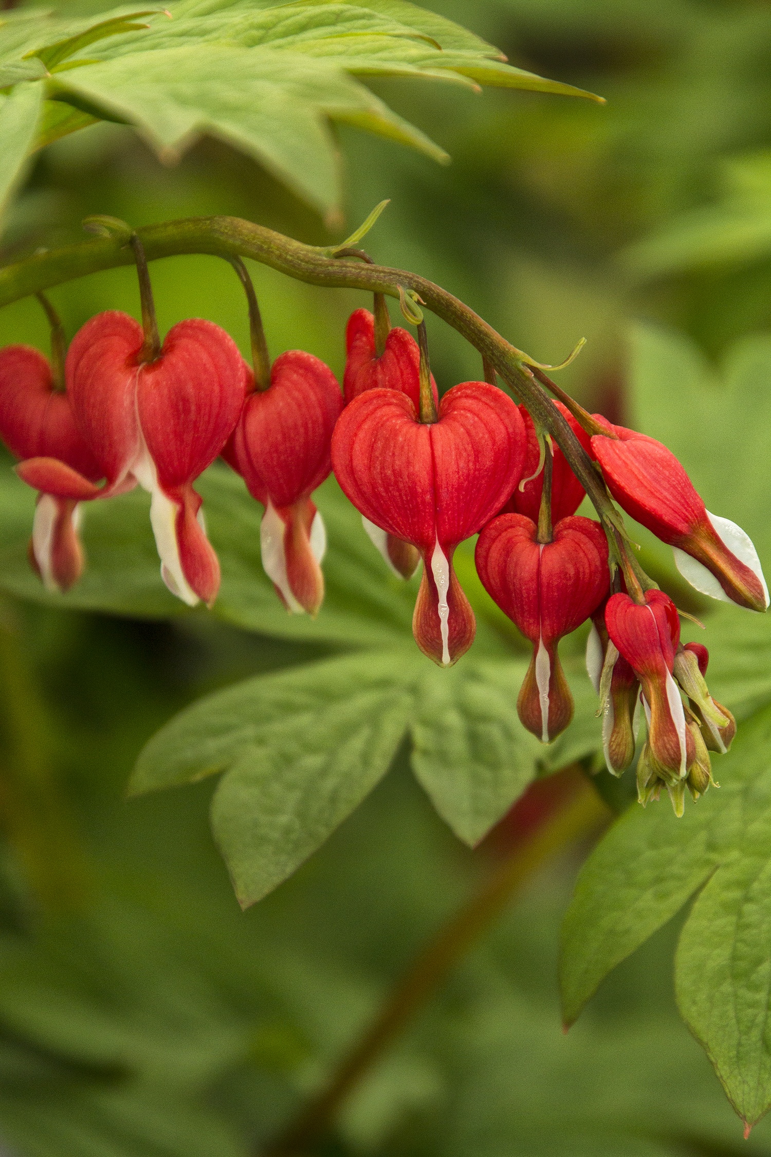 red bleeding hearts