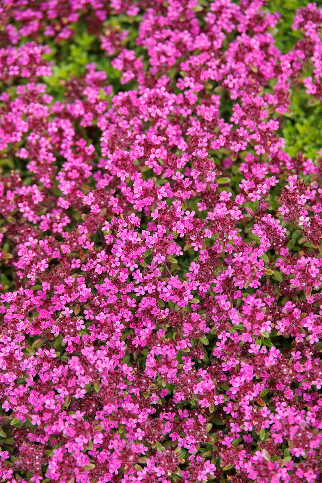 red flowered herb