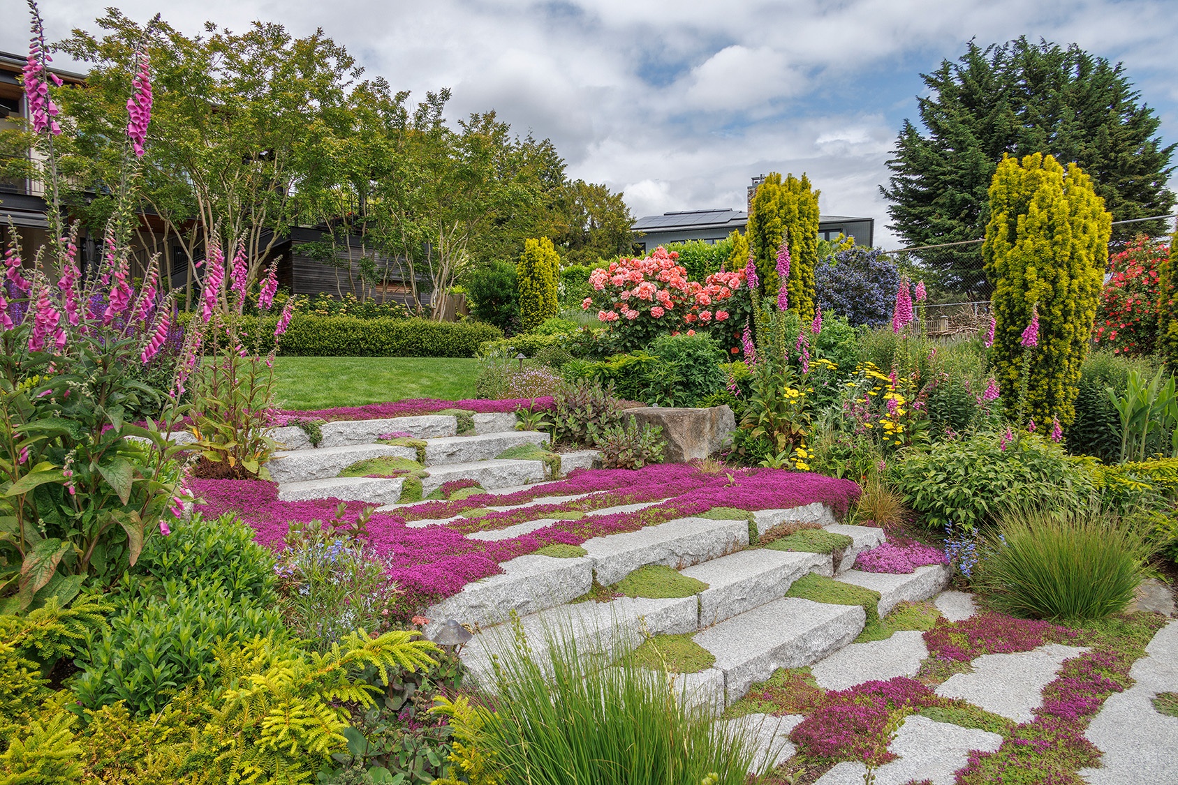 creeping thyme pathway