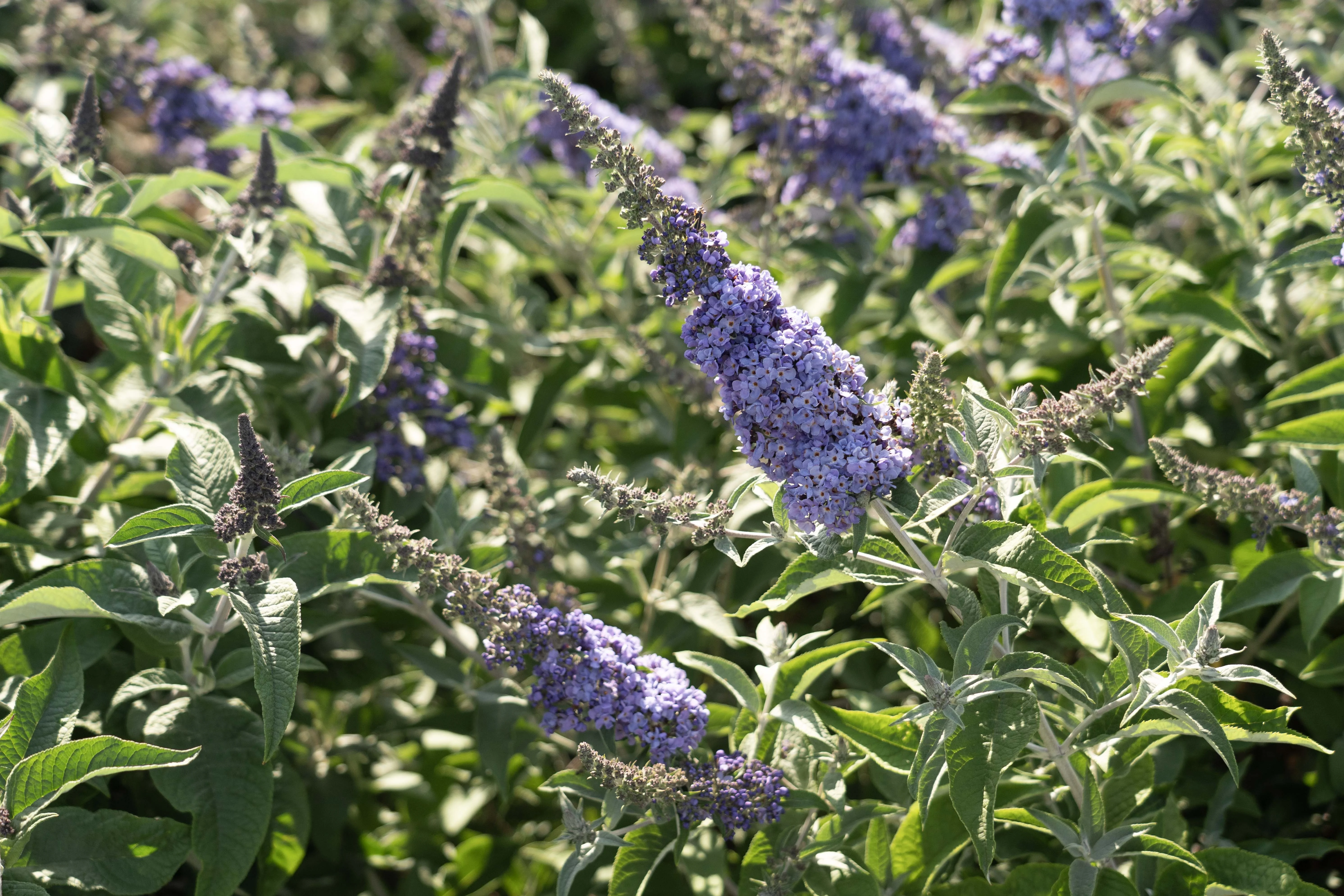 dark blue buddleia