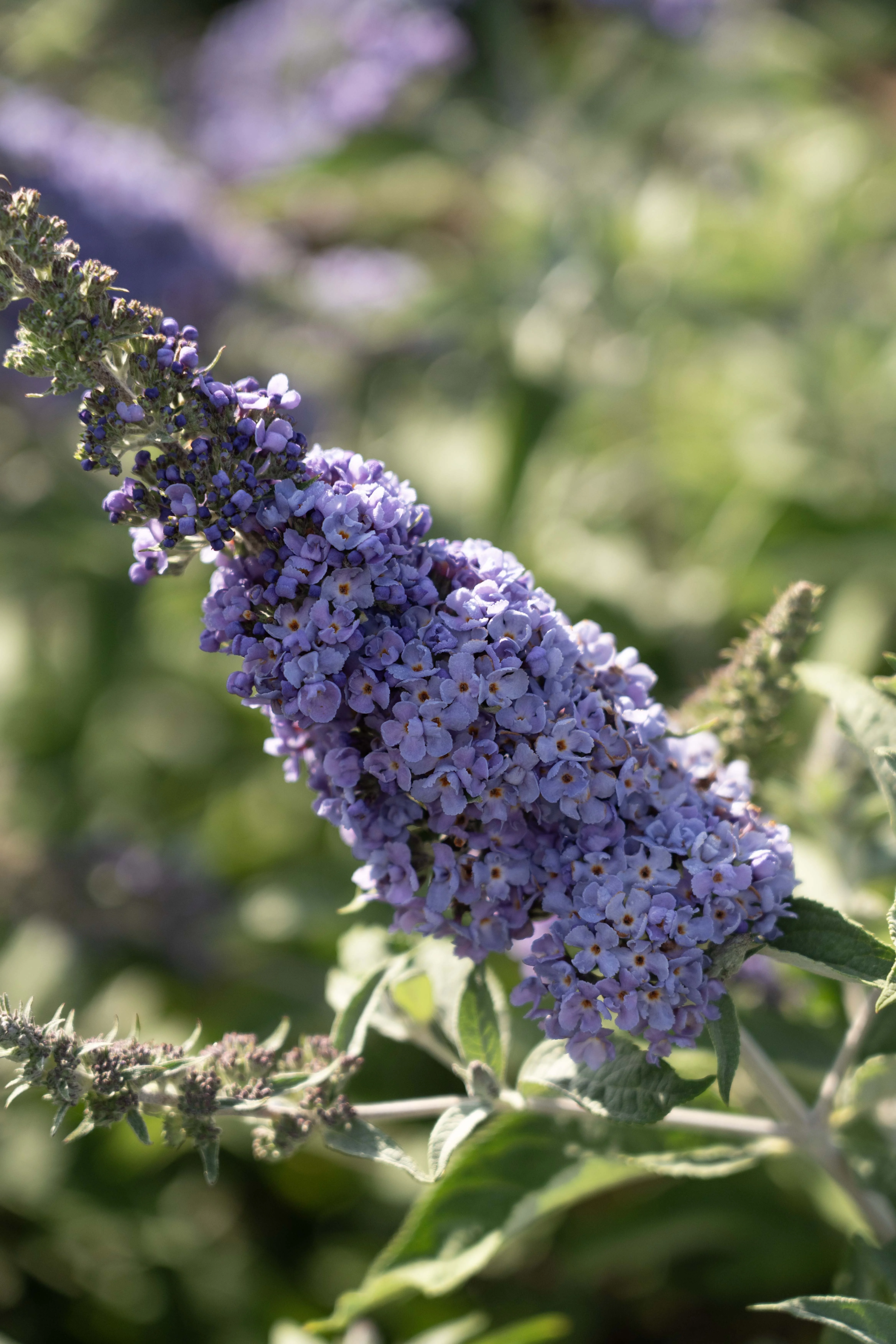 dark blue buddleia
