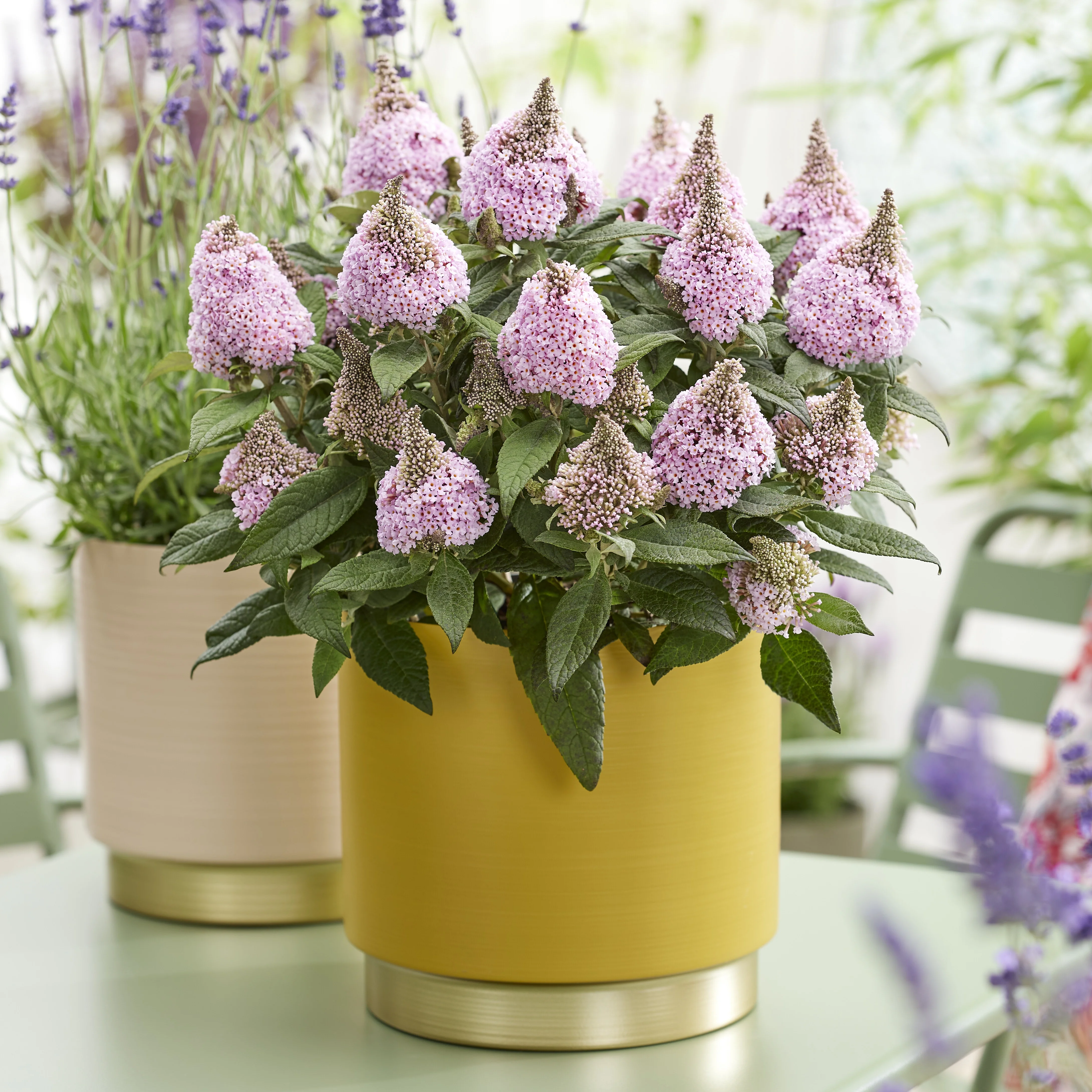 small buddleia plant