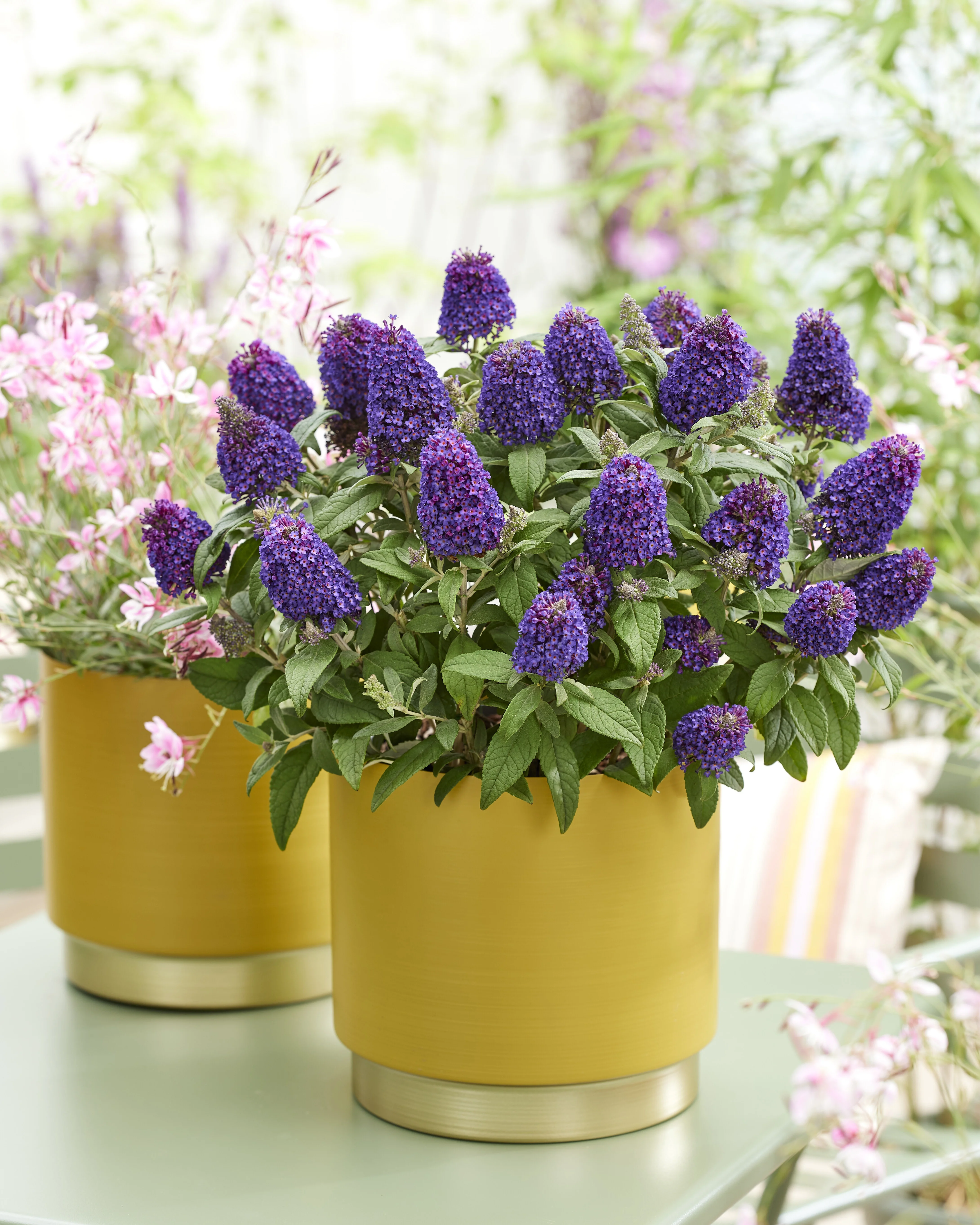 small buddleia plant